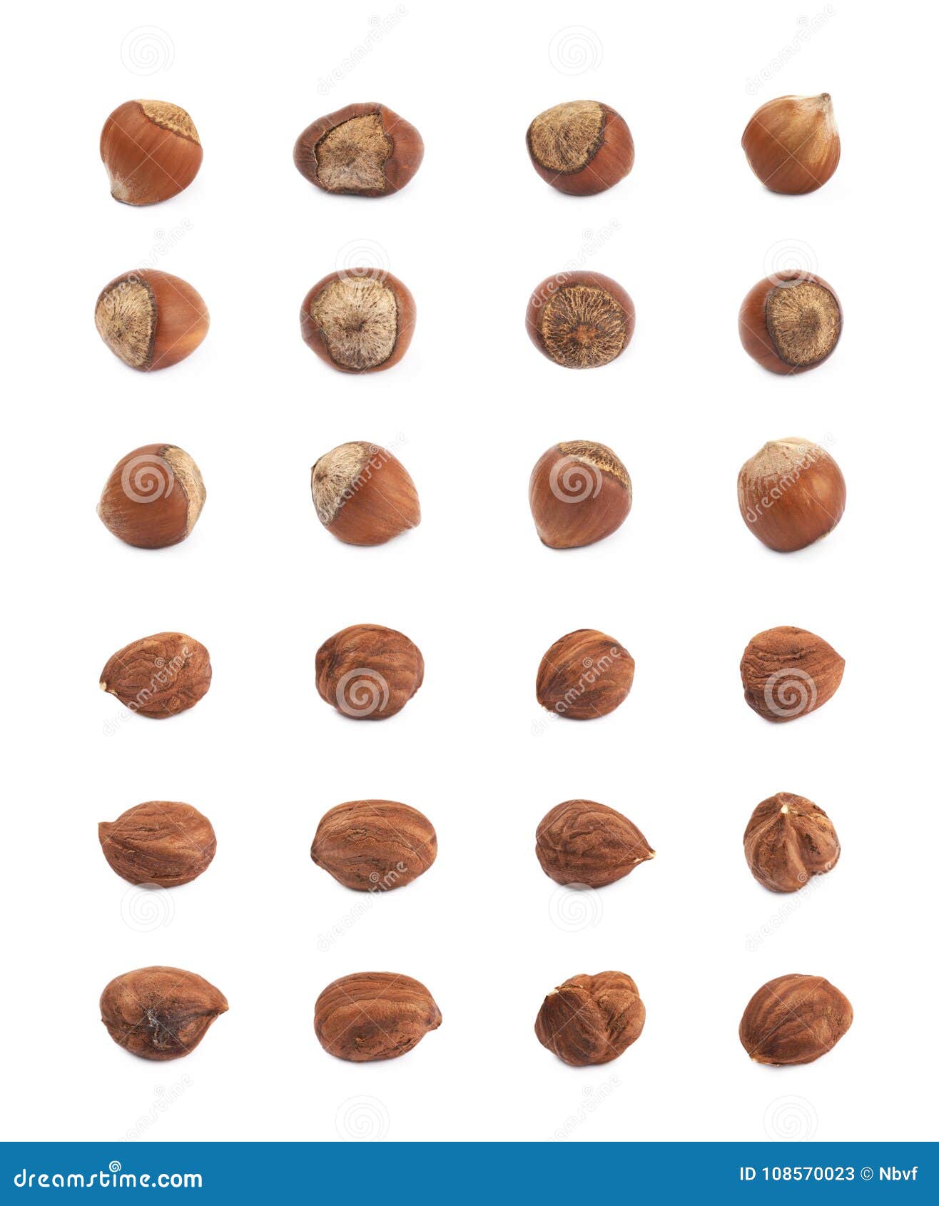 Single hazelnut isolated stock image. Image of heap - 108570023