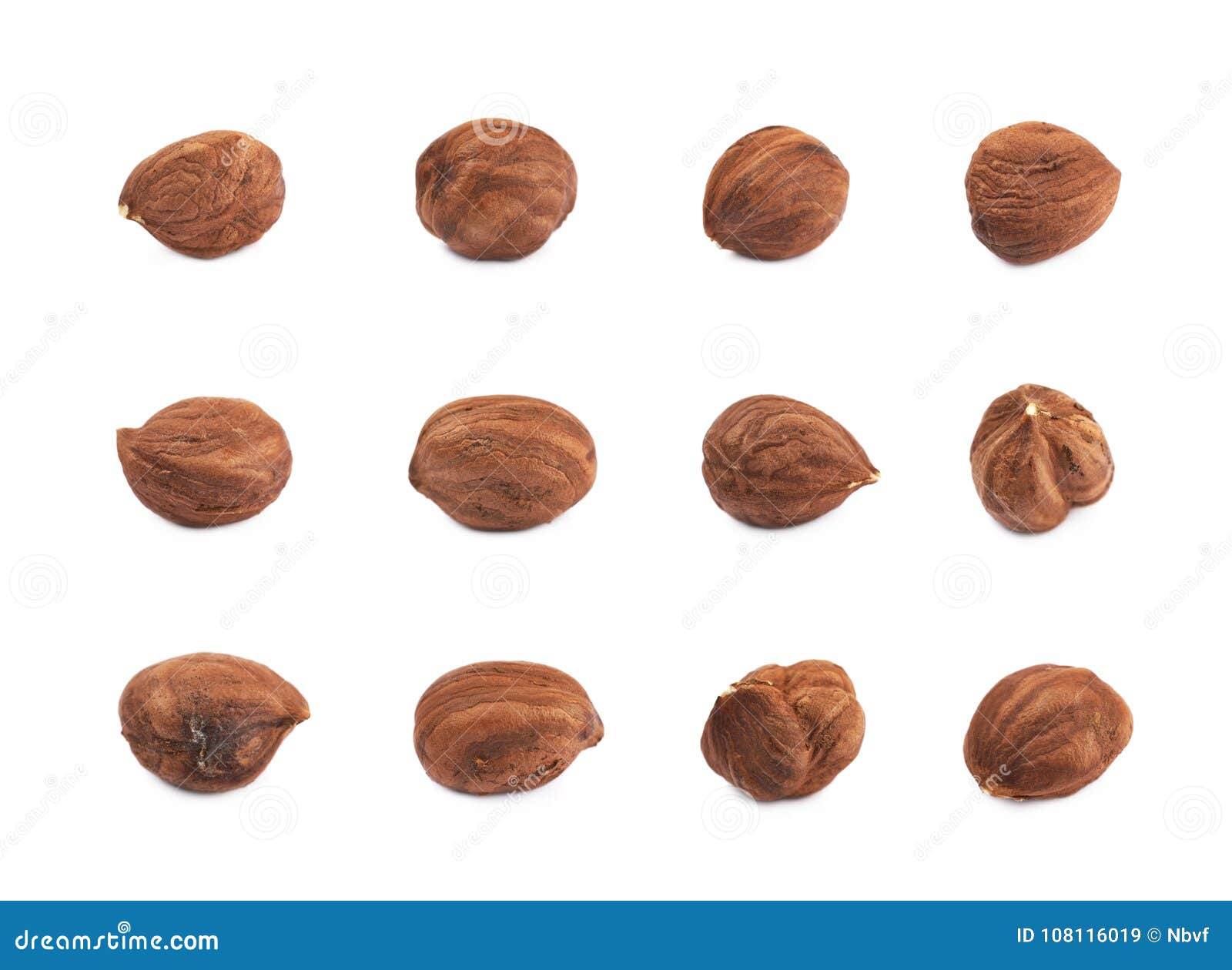 Single hazelnut isolated stock image. Image of nutrition - 108116019