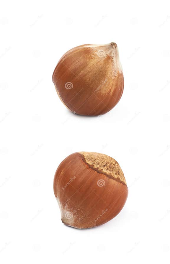 Single hazelnut isolated stock image. Image of isolated - 93079531