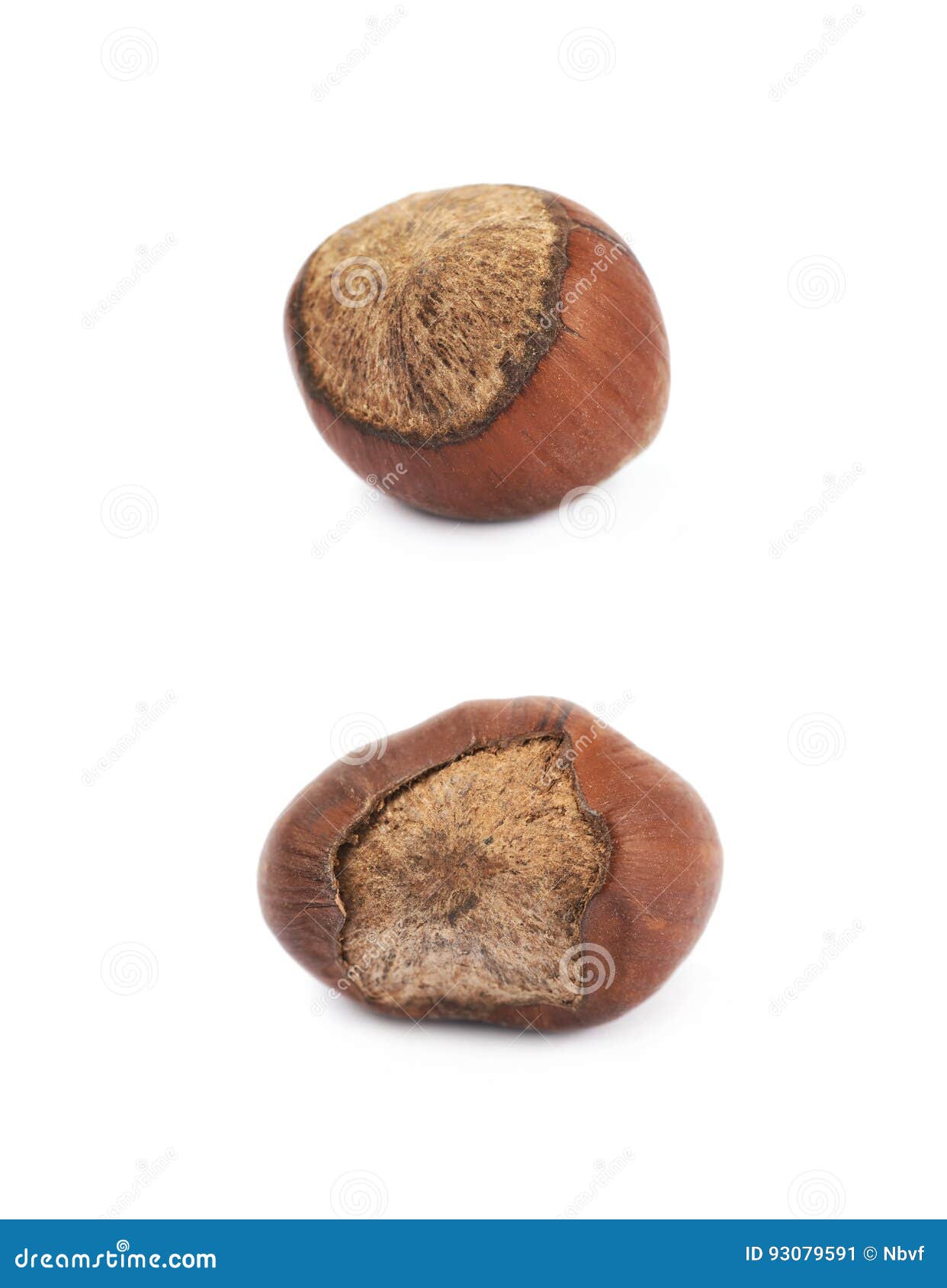Single hazelnut isolated stock image. Image of filbert - 93079591