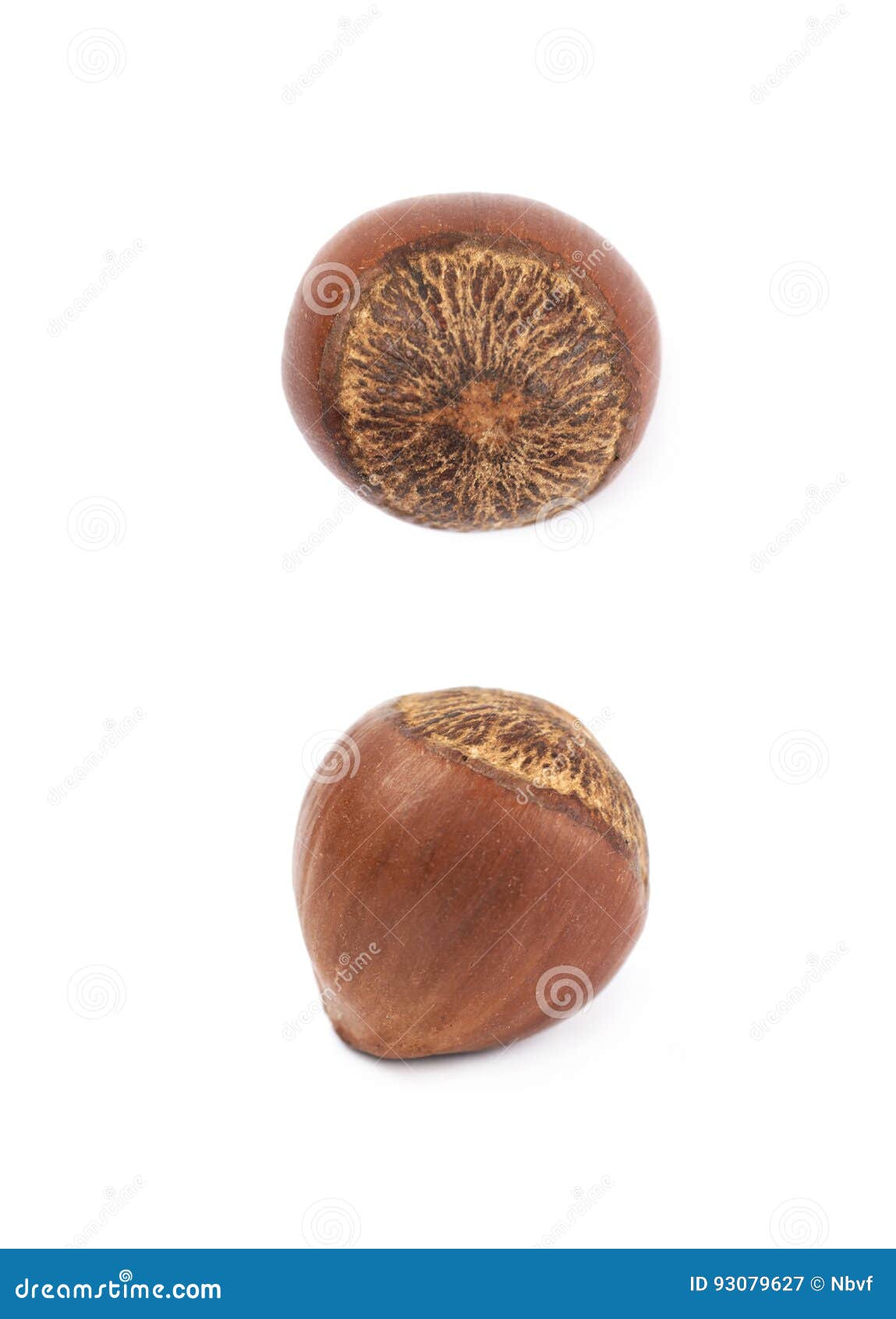 Single hazelnut isolated stock image. Image of hard, macro - 93079627