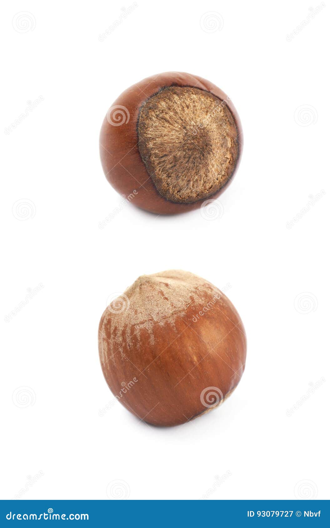 Single hazelnut isolated stock image. Image of heap, fresh - 93079727