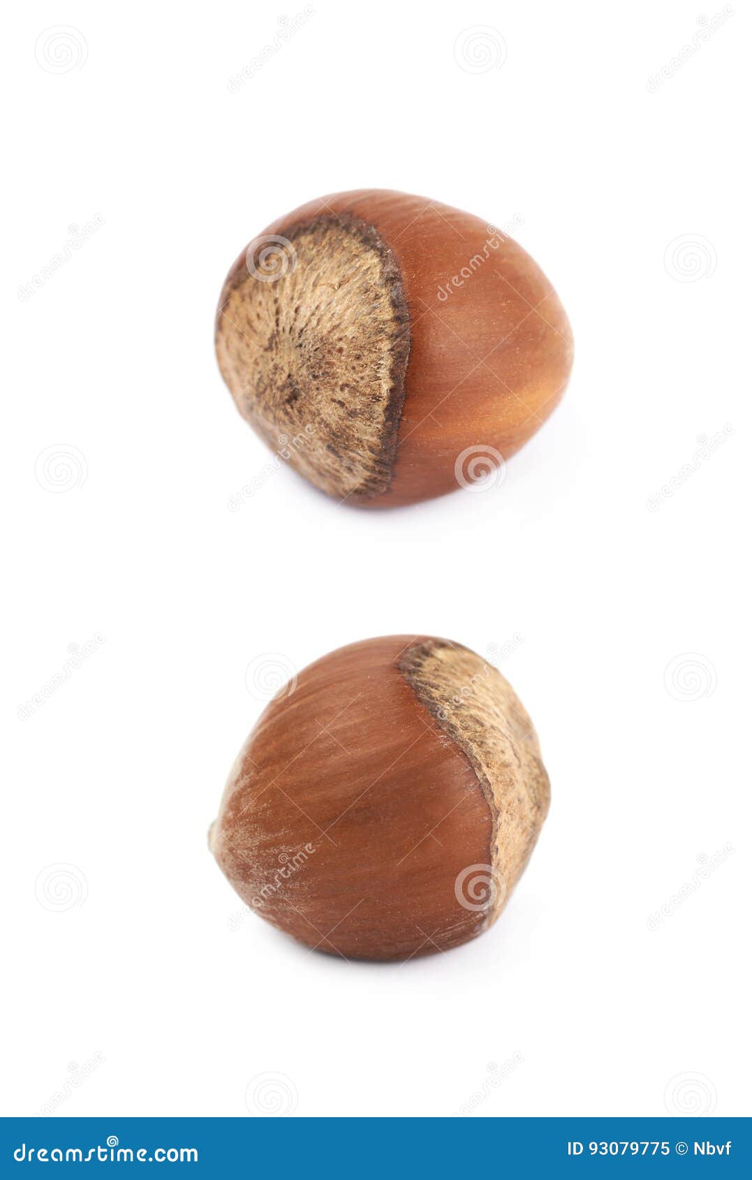 Single hazelnut isolated stock image. Image of heap, healthy - 93079775