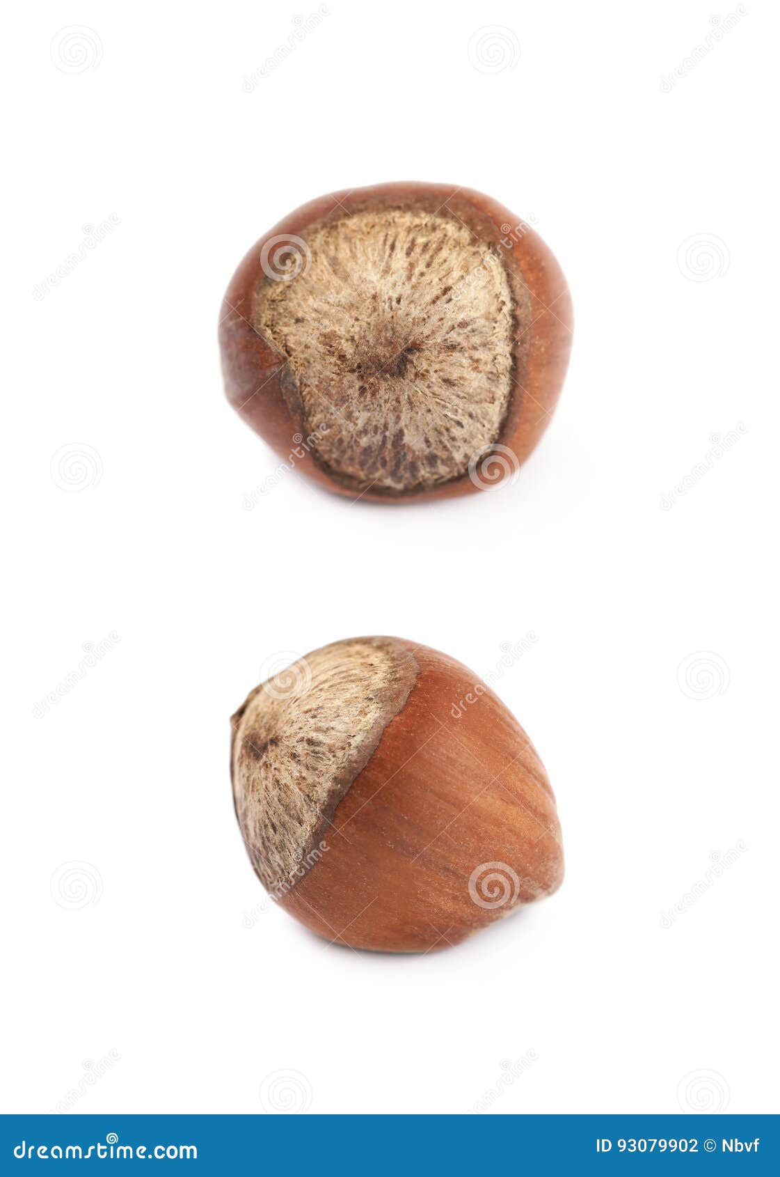 Single hazelnut isolated stock photo. Image of hazelnut - 93079902