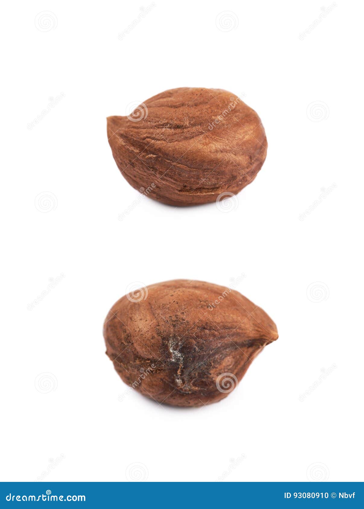 Single hazelnut isolated stock photo. Image of healthy - 93080910