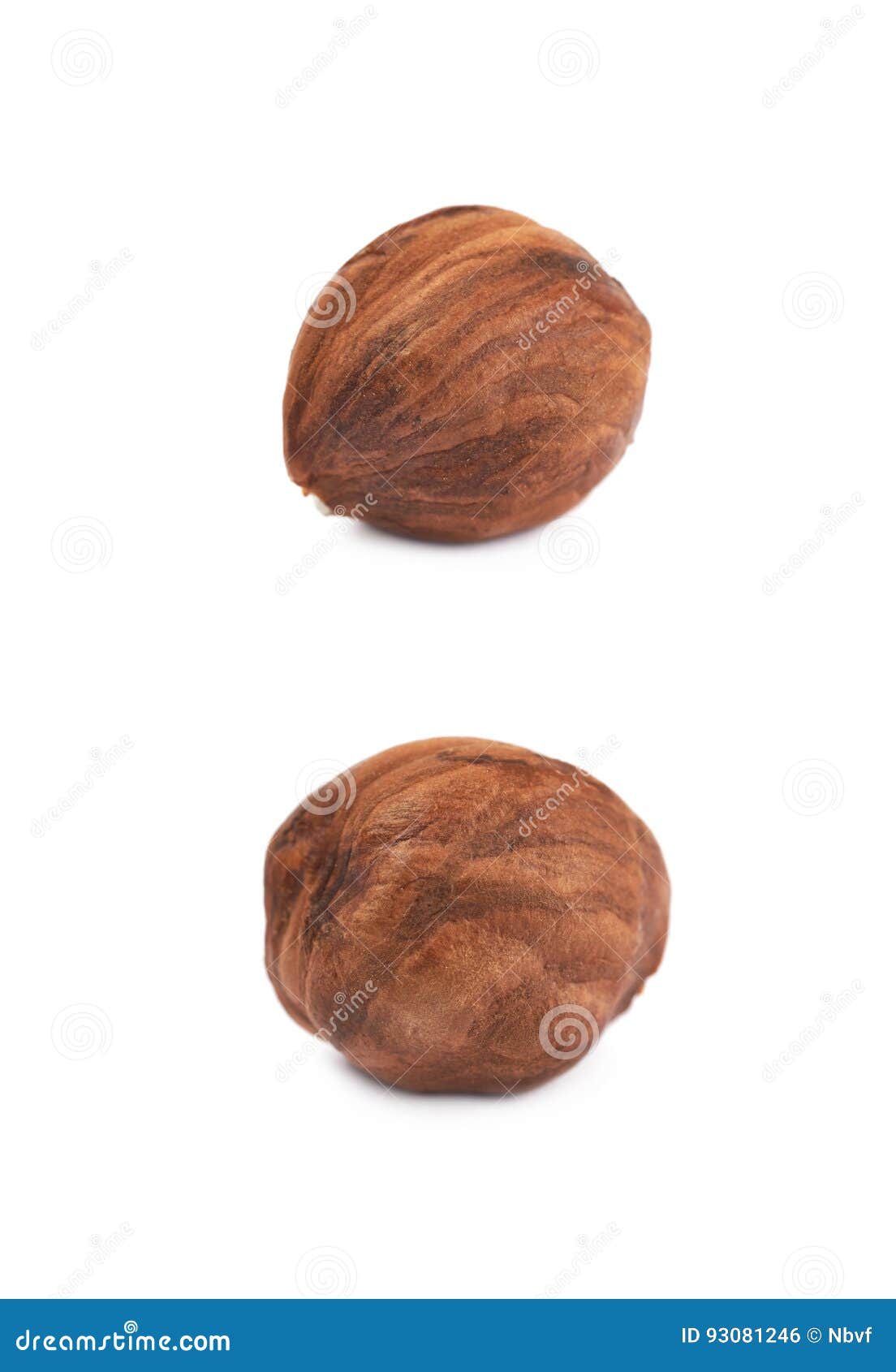 Single hazelnut isolated stock photo. Image of filbert - 93081246