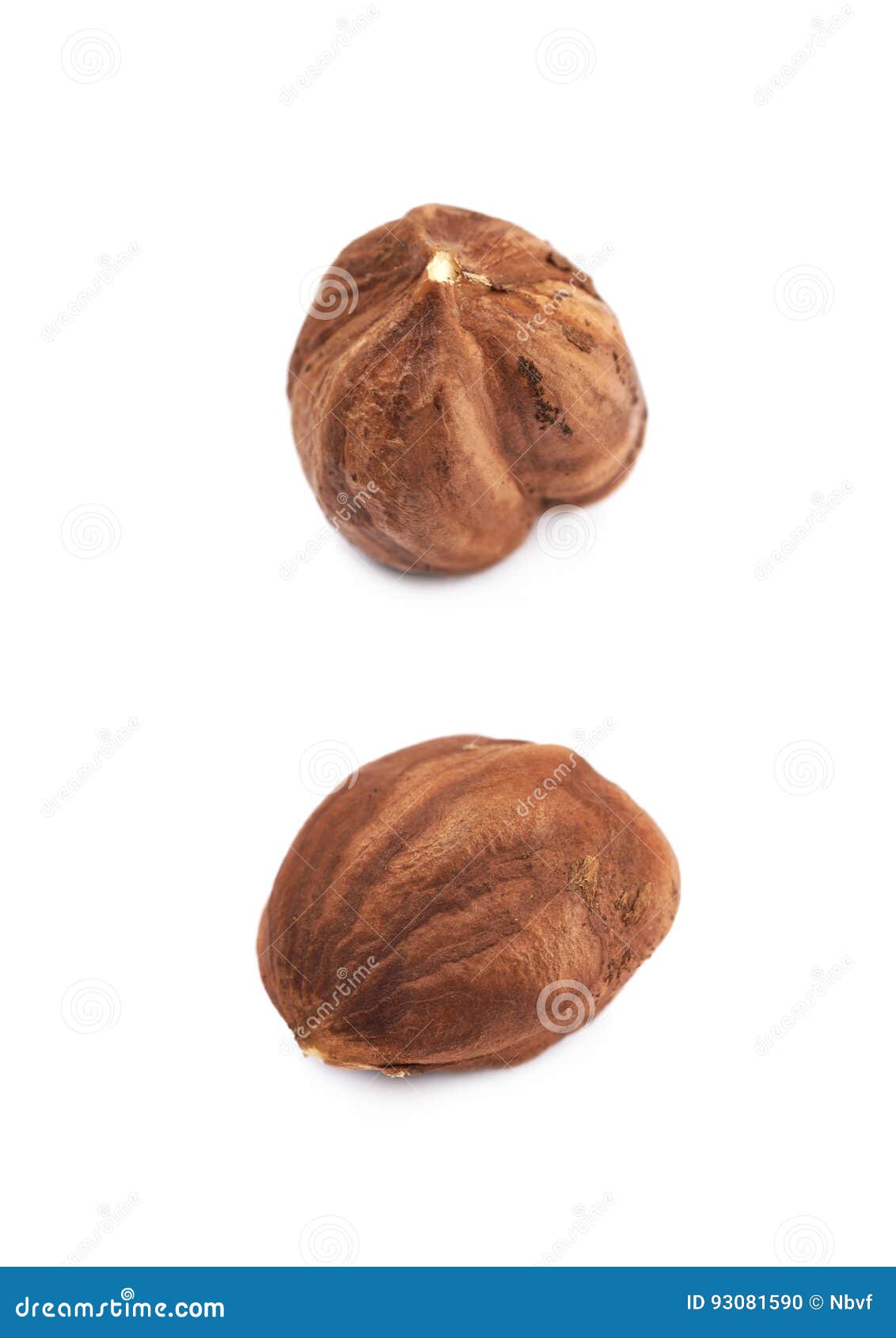 Single hazelnut isolated stock photo. Image of edible - 93081590