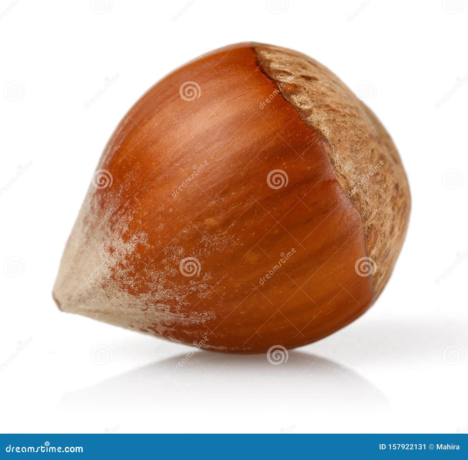 Single Hazelnut Isolated on White Stock Image - Image of ingredient ...