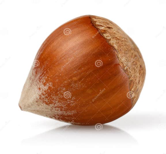 Single Hazelnut Isolated on White Stock Image - Image of ingredient ...