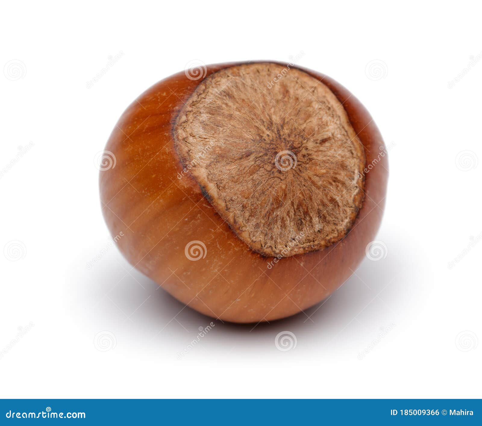 Single Hazelnut Isolated on White Stock Photo - Image of nutty, food ...
