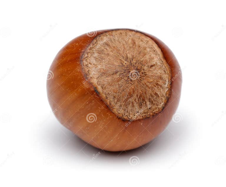 Single Hazelnut Isolated on White Stock Photo - Image of nutty, food ...