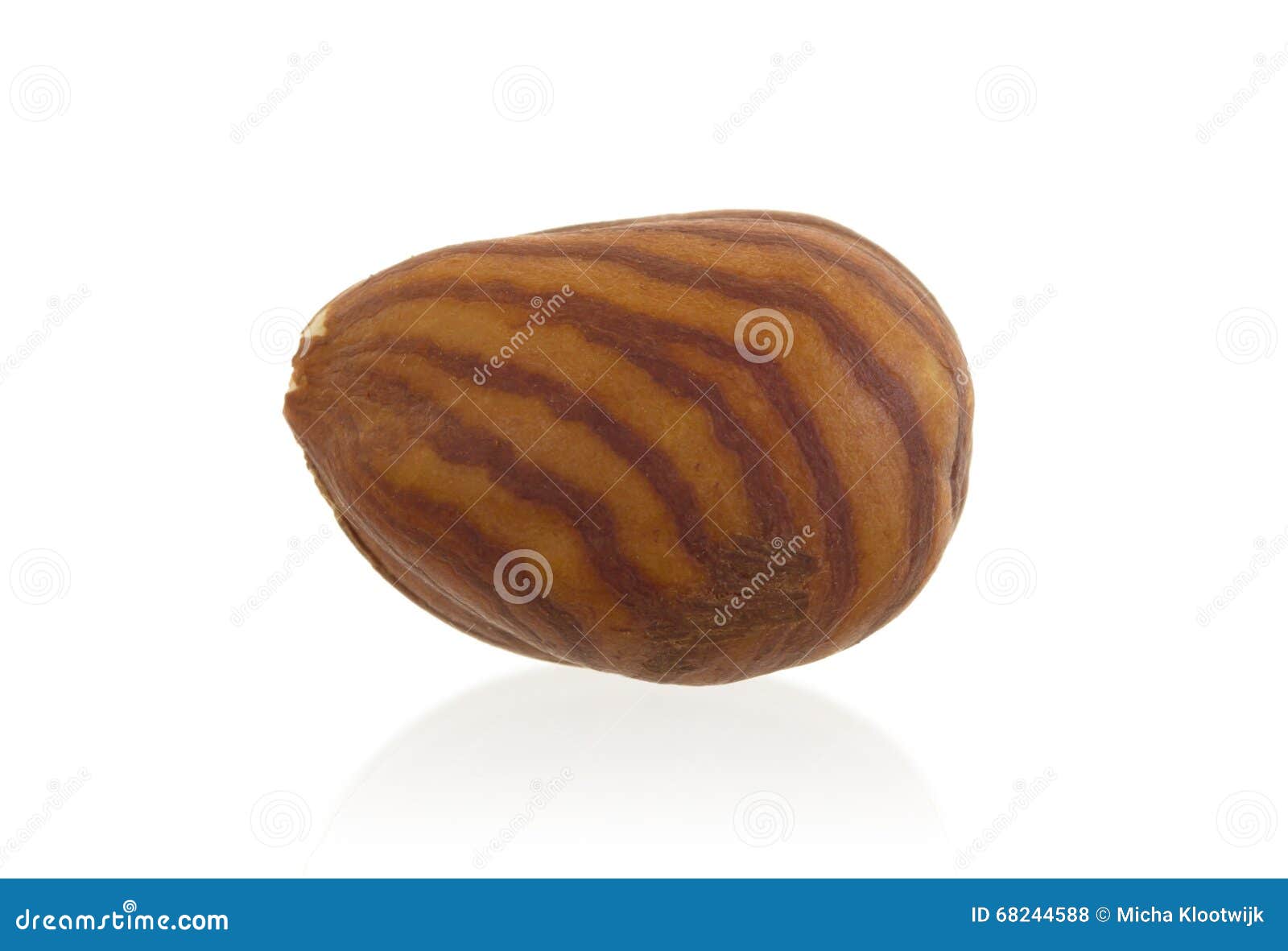 Single hazelnut isolated stock photo. Image of object - 68244588