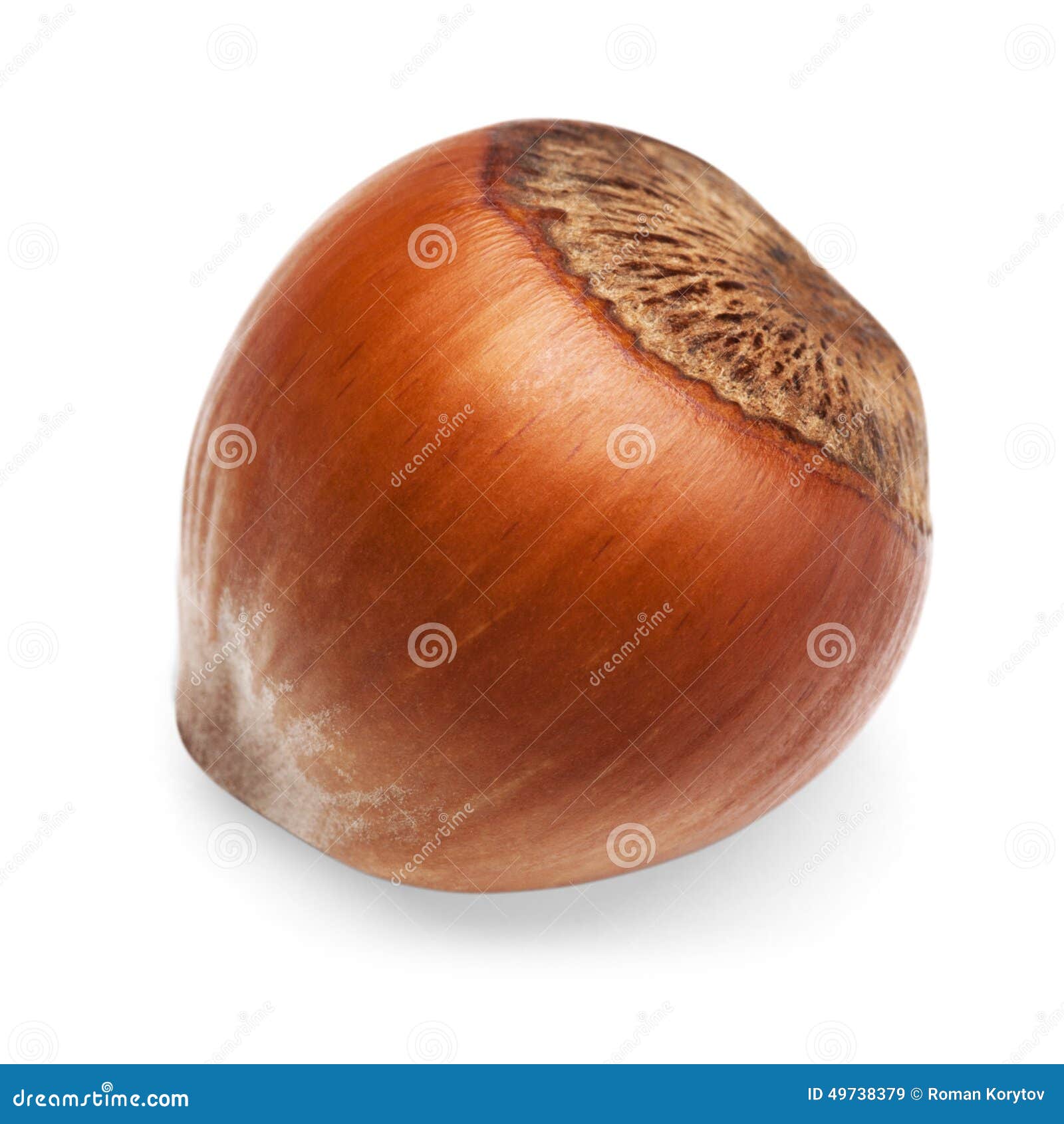 Single Hazelnut on a White Background Stock Image - Image of dried ...