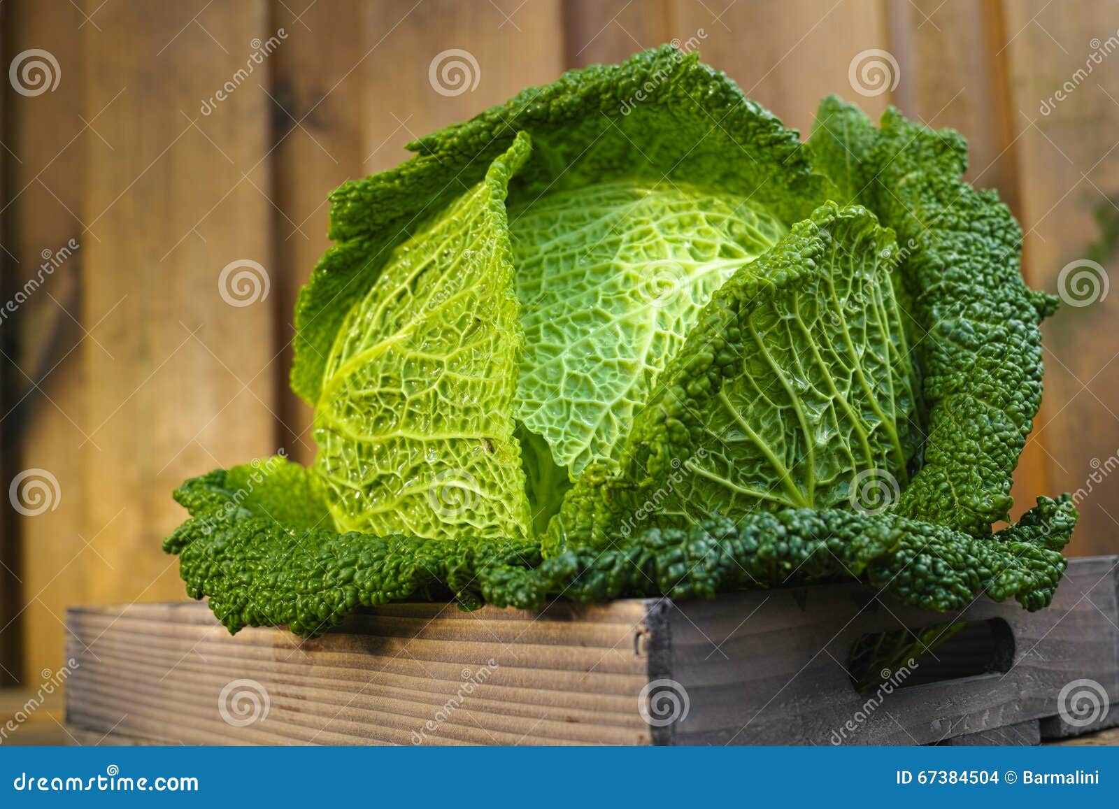 Single Head of Fresh Green Savoy Cabbage Stock Photo - Image of food ...