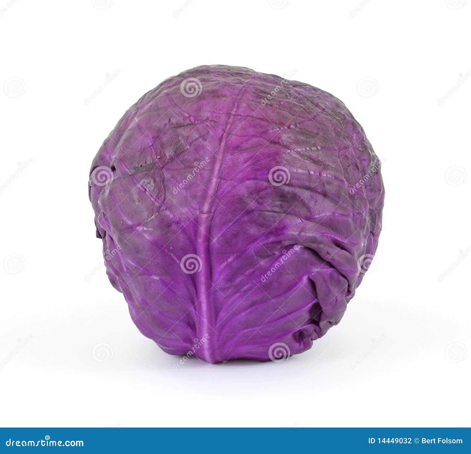 Single head of red cabbage stock photo. Image of leaf - 14449032
