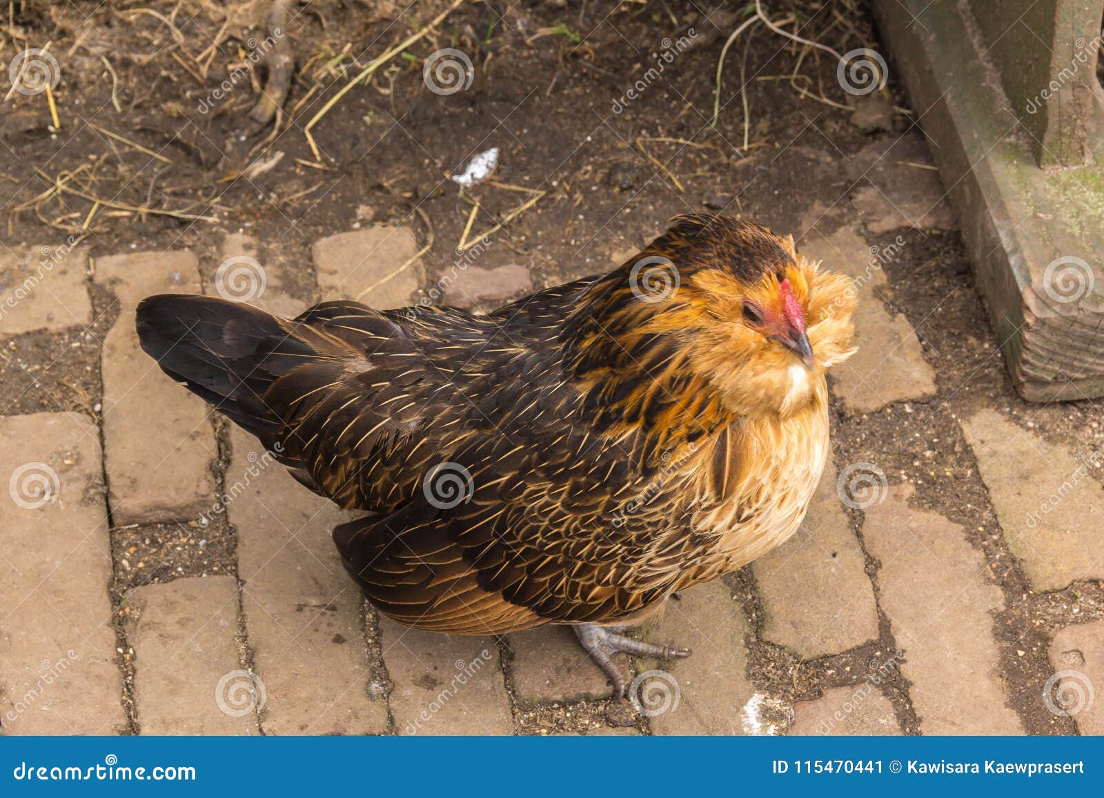 Single hen on the floor stock image. Image of single - 115470441