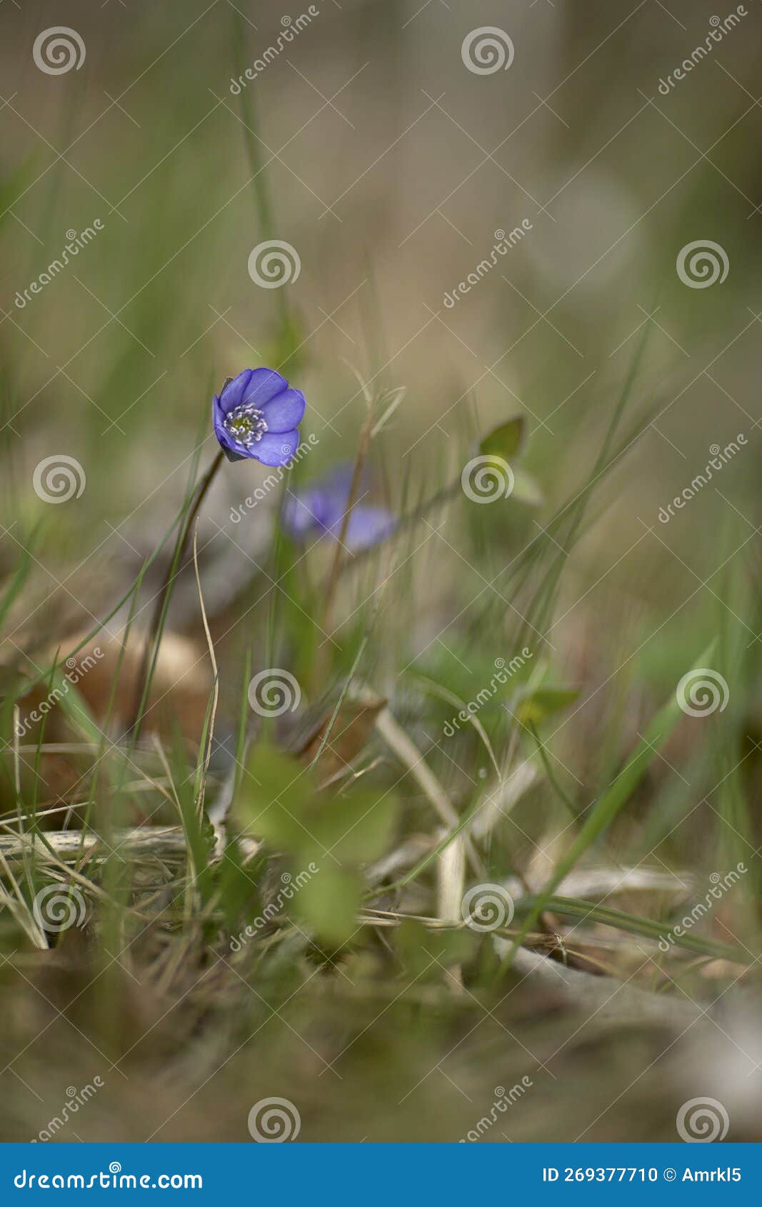 Single Hepatica in Meadow, Blurred Background Stock Photo - Image of ...
