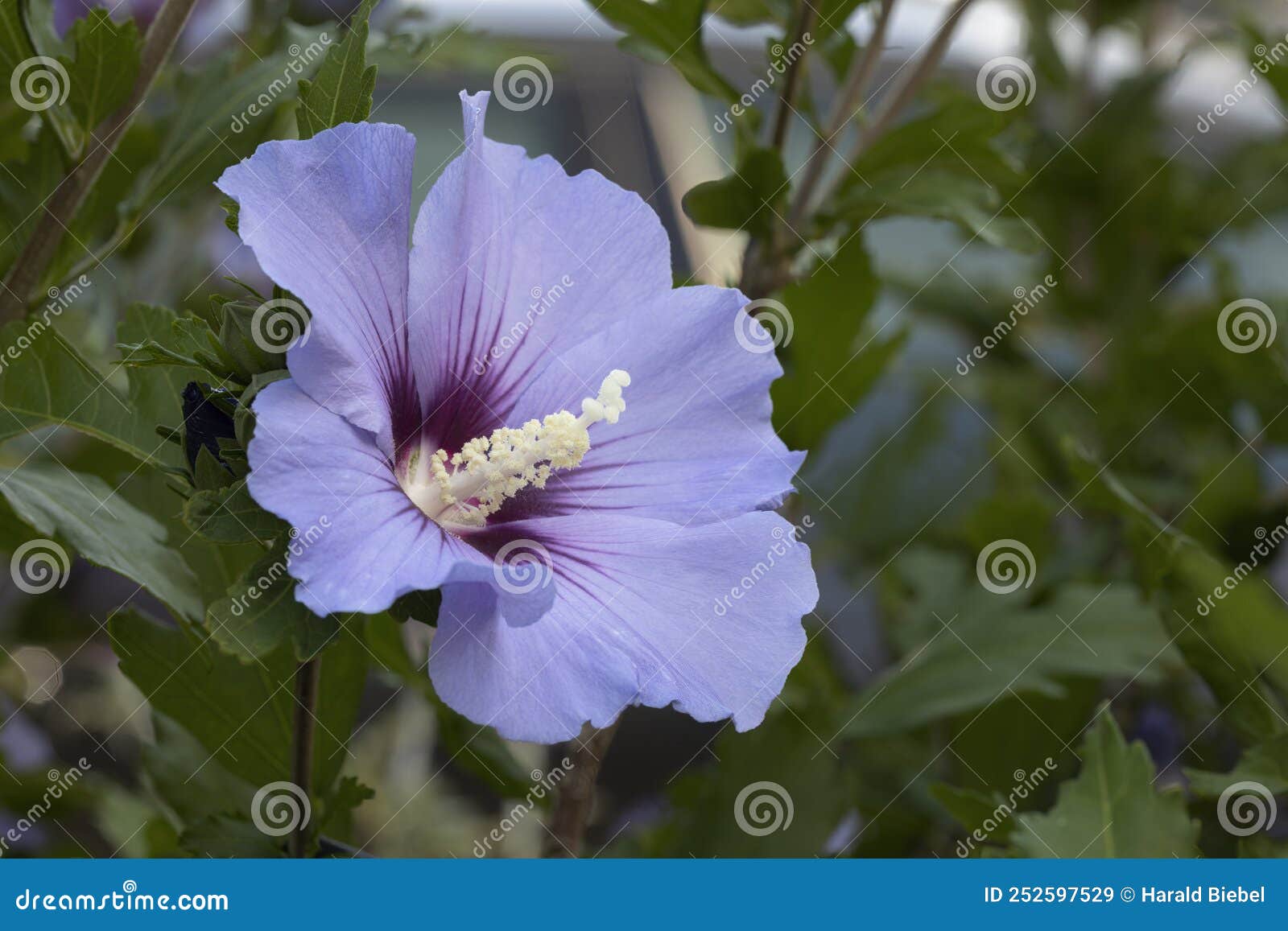 Single Hibiscus Flower Outdoors Stock Image - Image of outdoors, garden ...