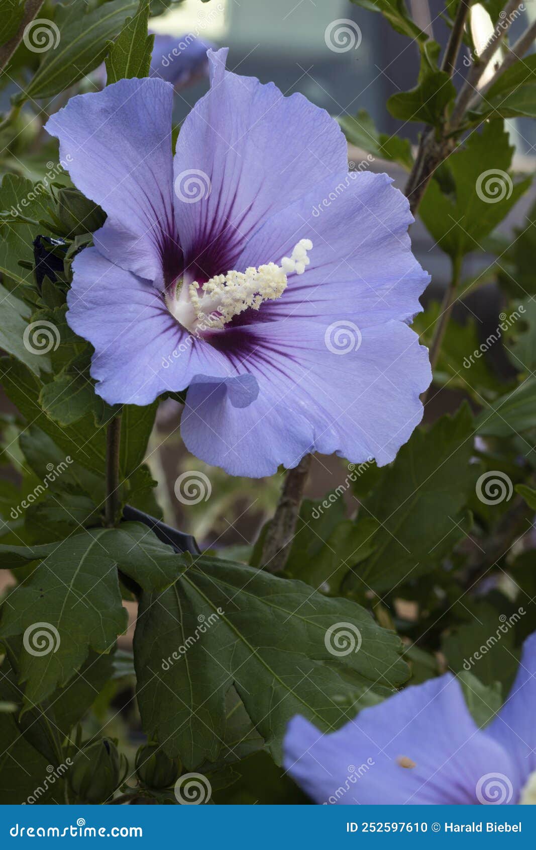 Single Hibiscus Flower Outdoors Stock Photo - Image of close, season ...