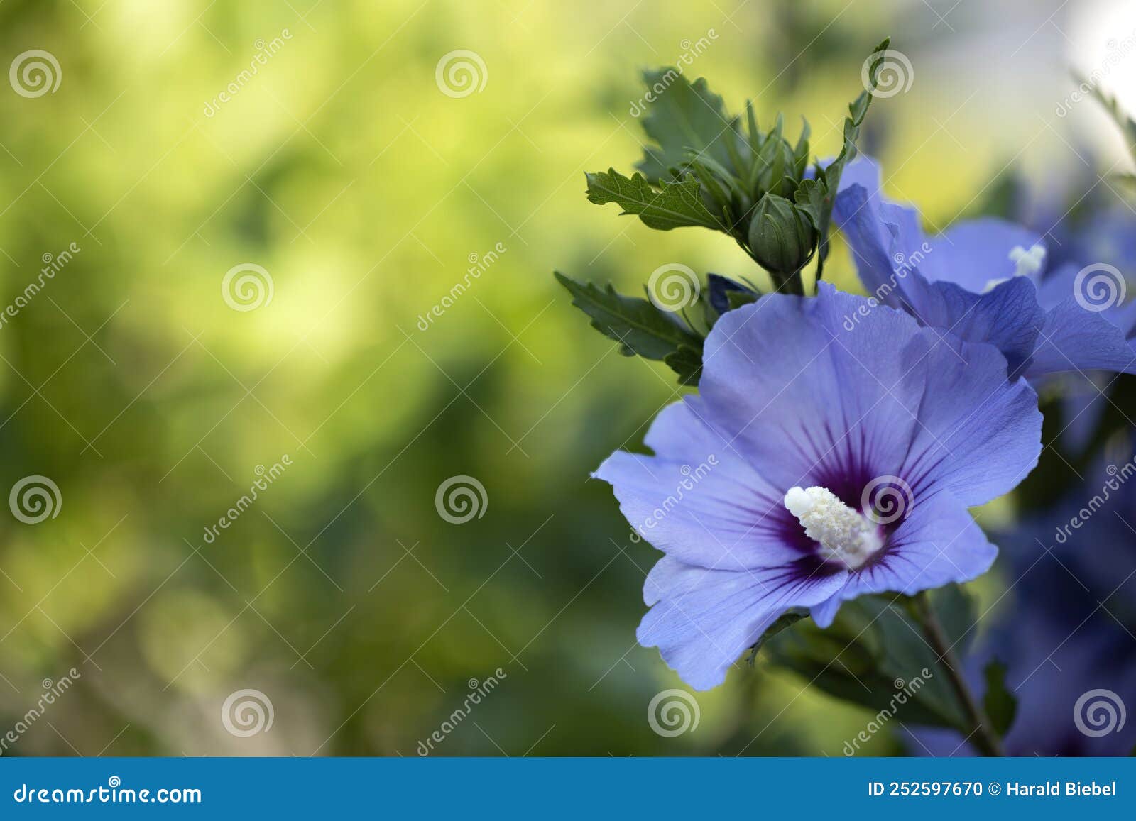 Single Hibiscus Flower Outdoors Stock Photo - Image of closeup, spring ...