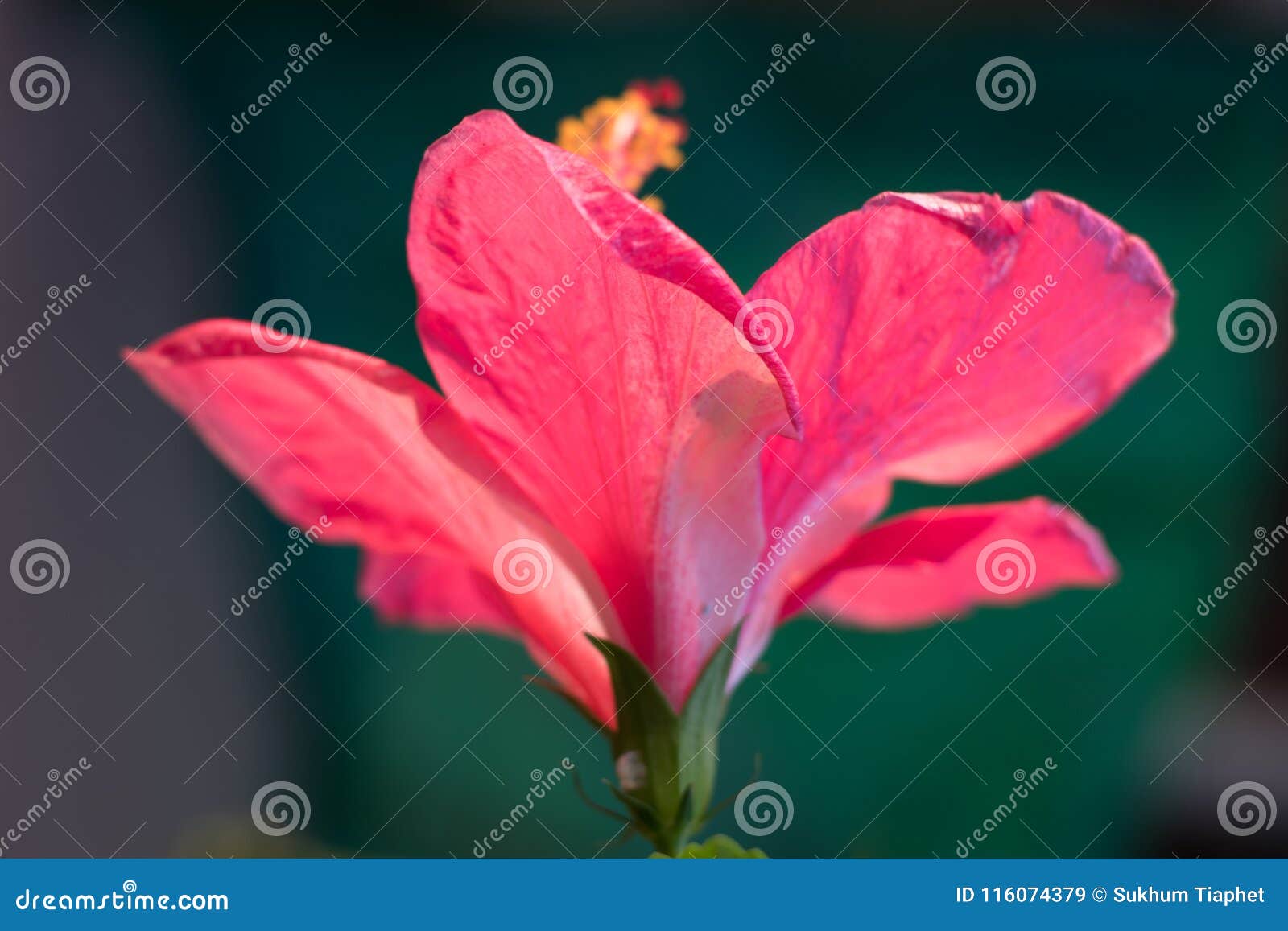Single hibiscus flower stock image. Image of summer - 116074379
