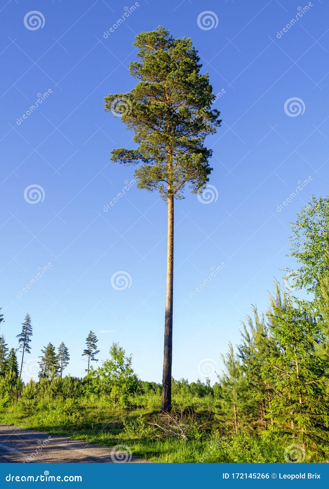 Single high pine tree stock photo. Image of forest, wood - 172145266