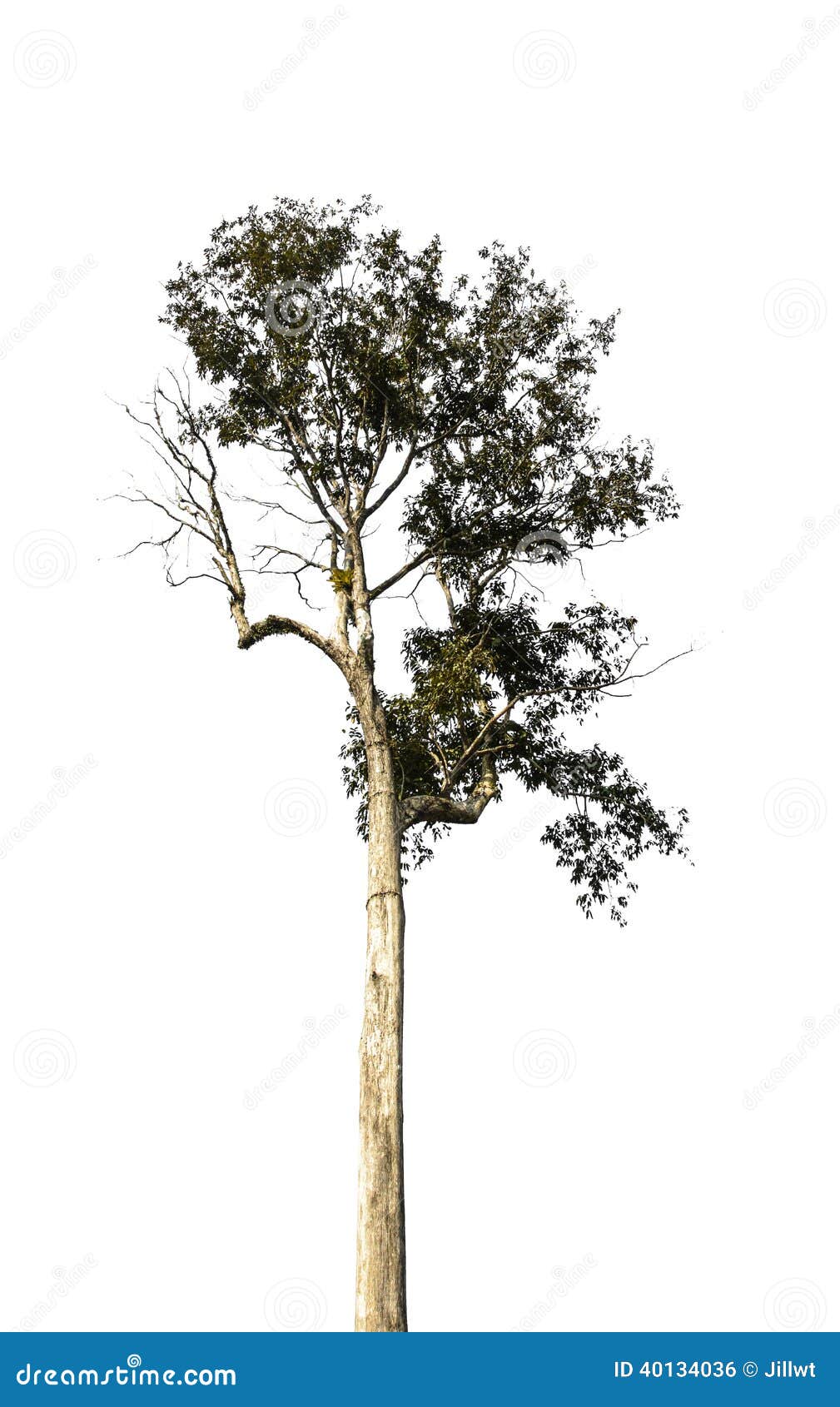 Single high tree stock photo. Image of color, season - 40134036