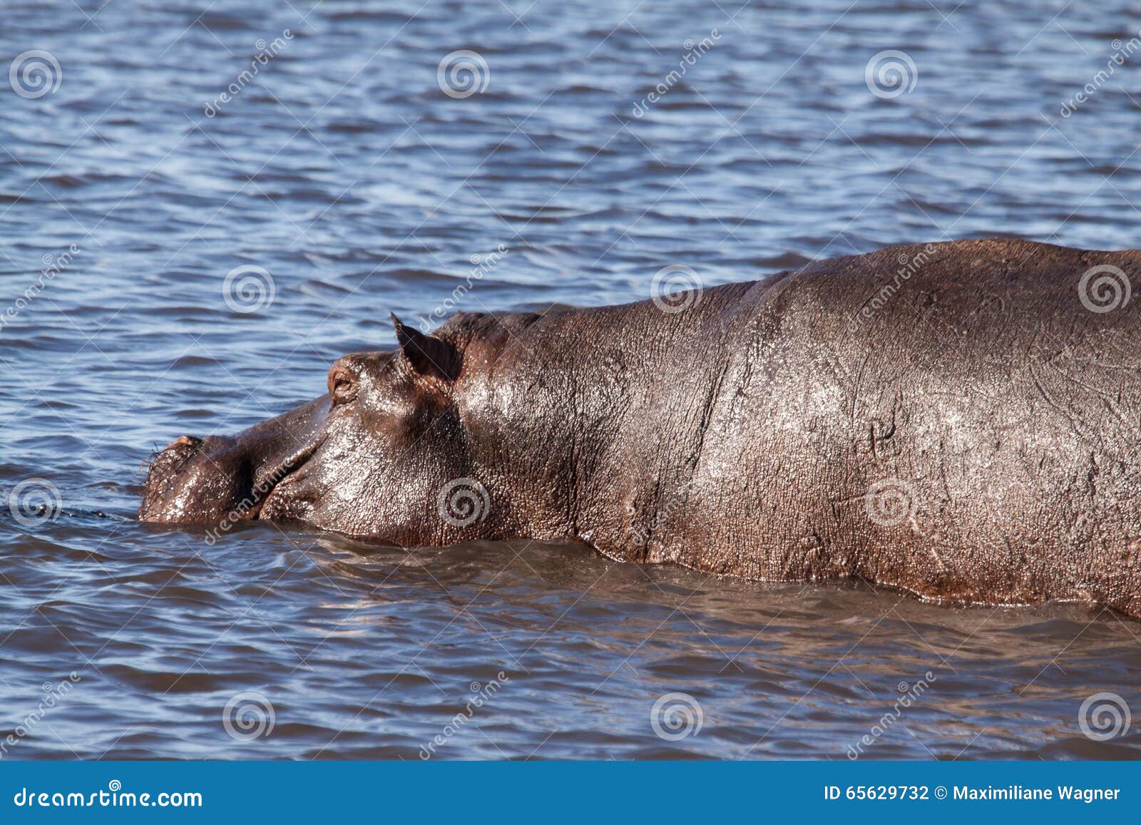Single Hippopotamus in Hippo Pool of Chobe River, Botswana Stock Photo ...