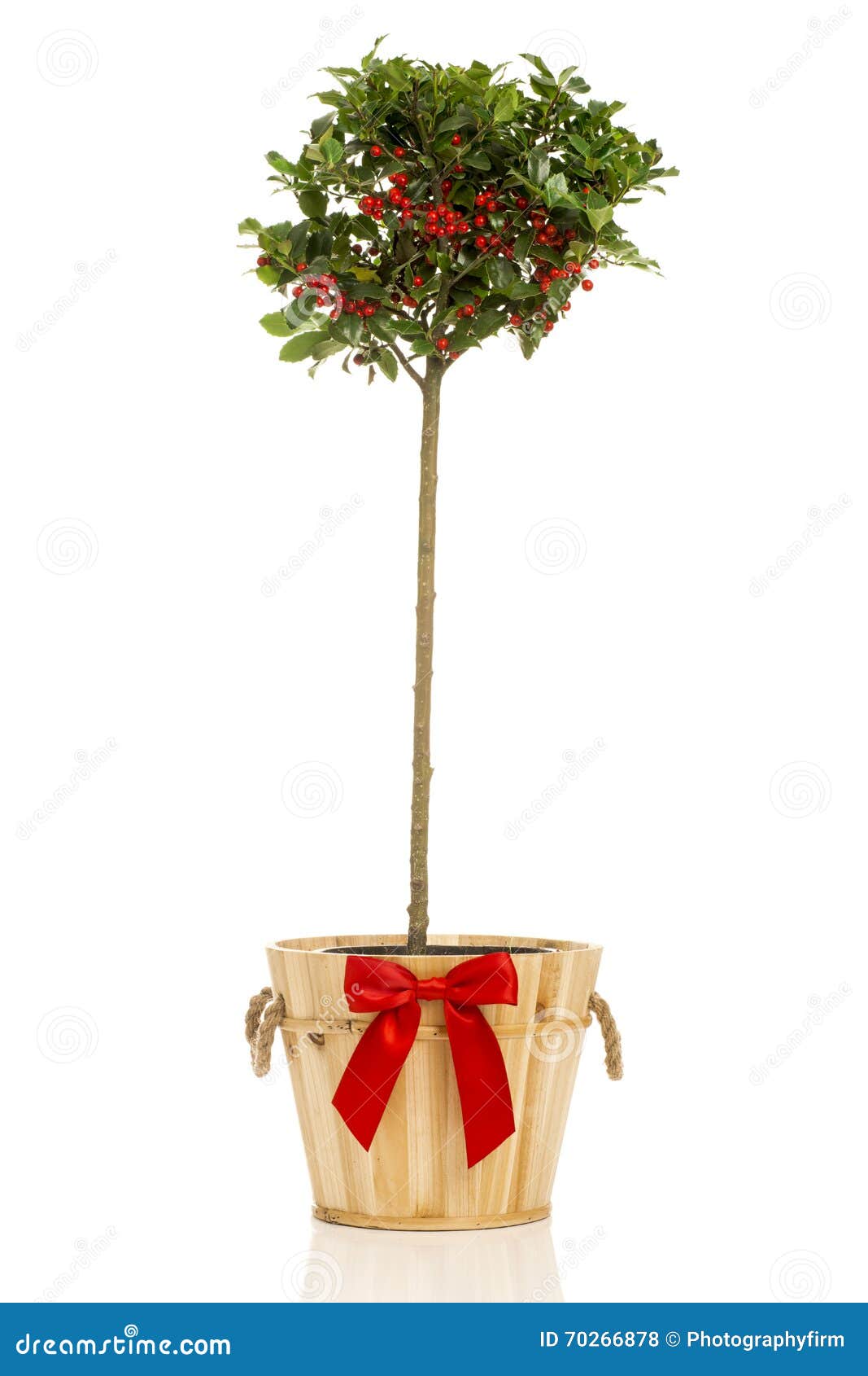 Single Holly Tree in Wooden Pot Stock Photo - Image of leaf, christmas ...