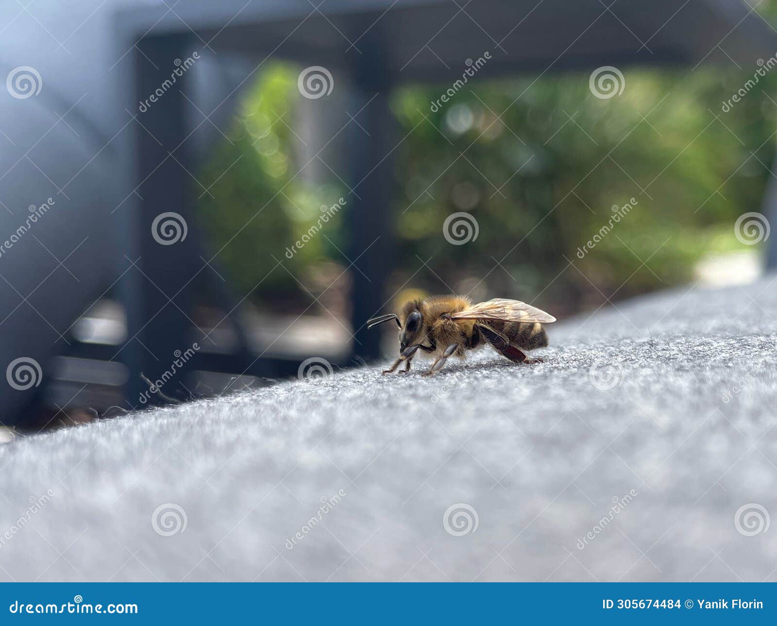 Single Honey Bee Sitting on the Fabric of a Sun Bed Stock Photo - Image ...