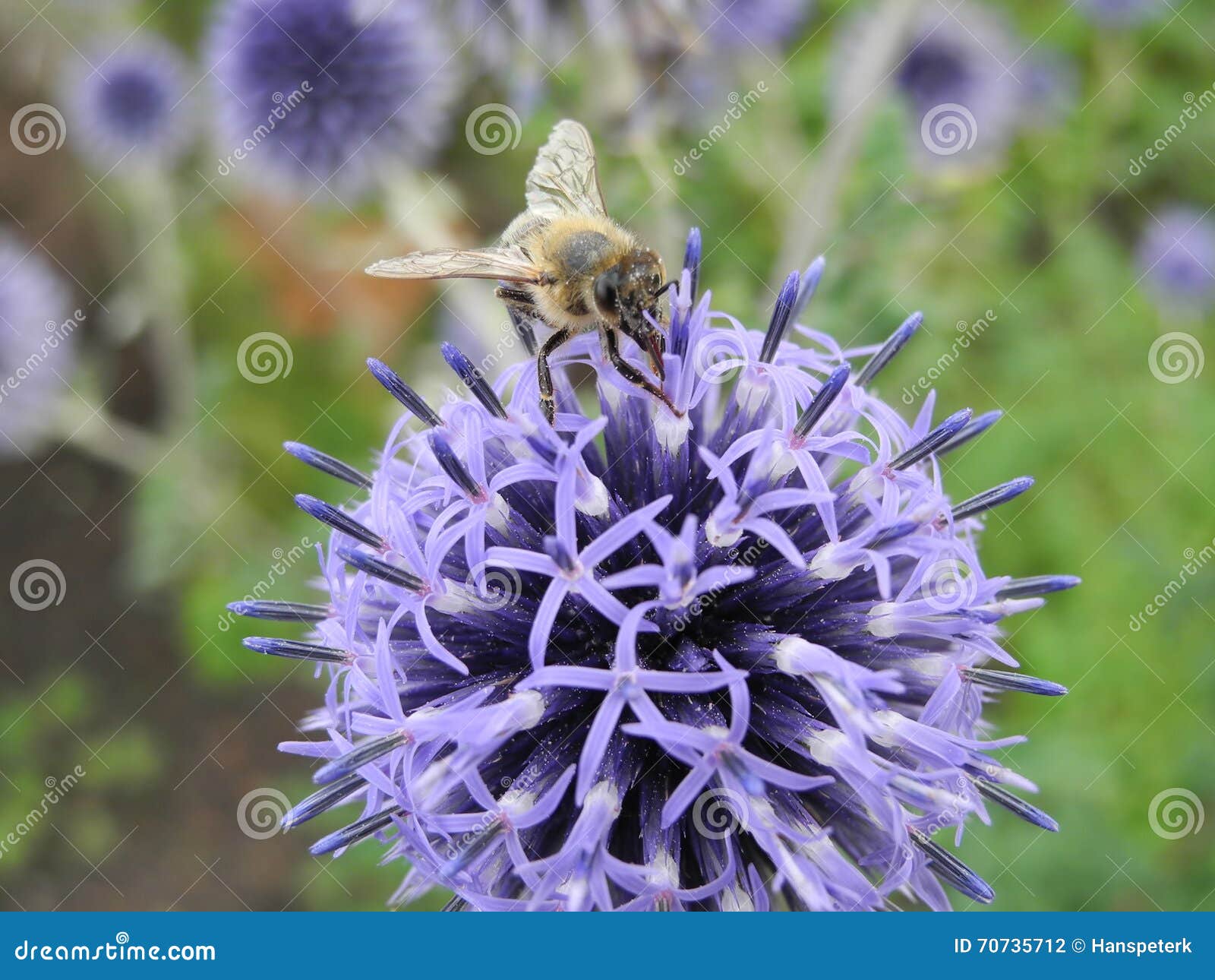 Single Honeybee Sitting on a Blue Flower Stock Photo - Image of leaves ...