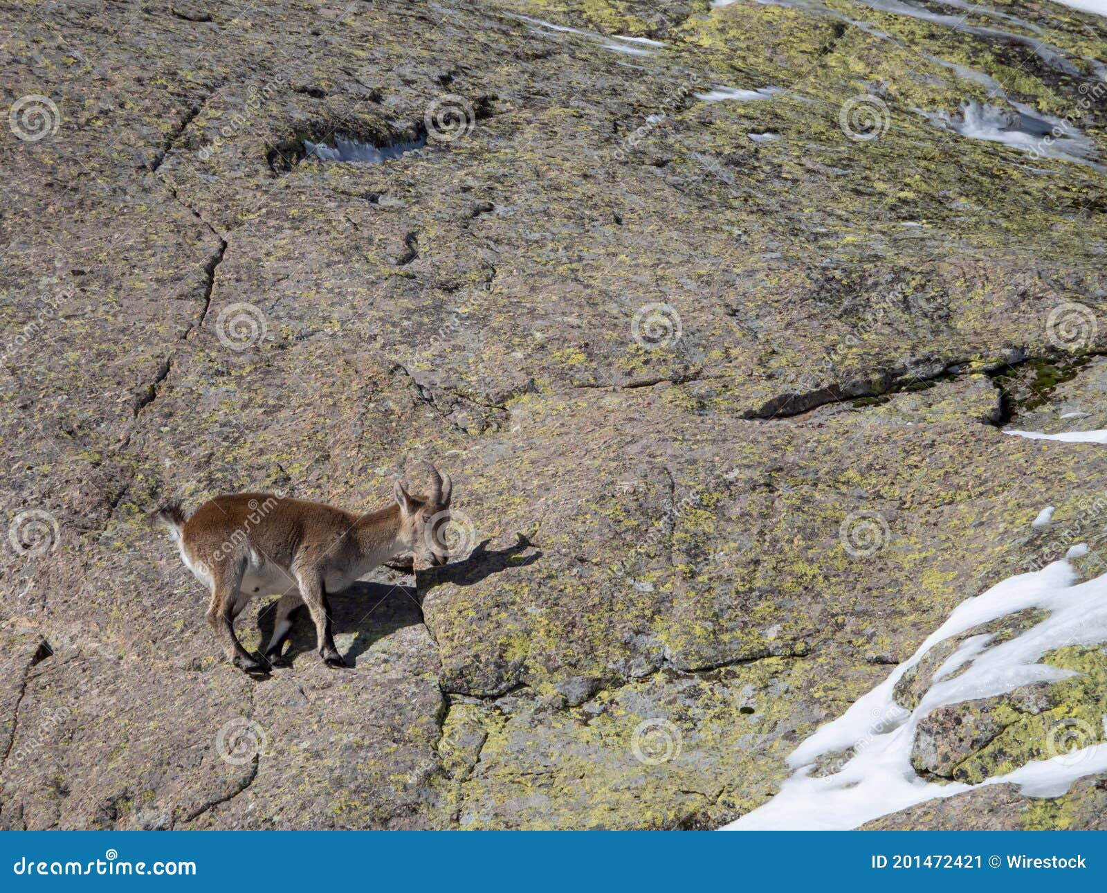 Single Horned Goat Walking Alone in the Snowy Mountains Stock Image ...