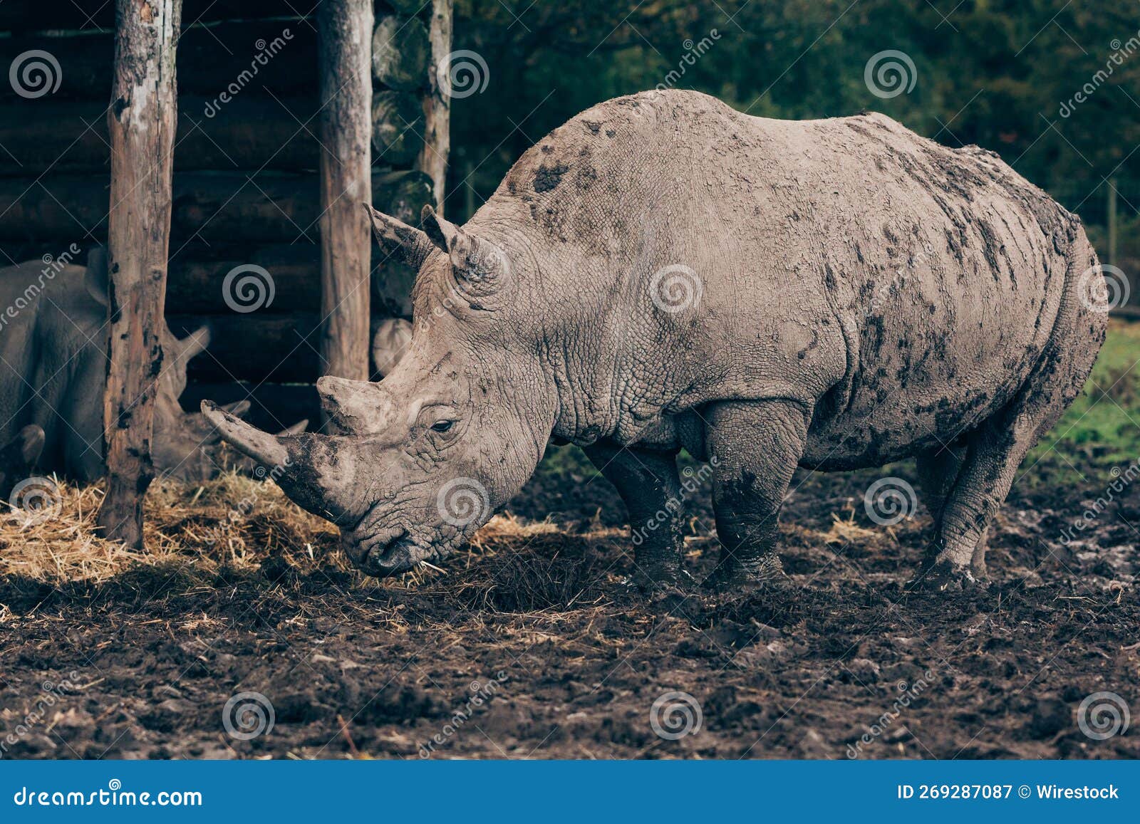 Single Horned Rhino in the Dirt Stock Image - Image of single ...