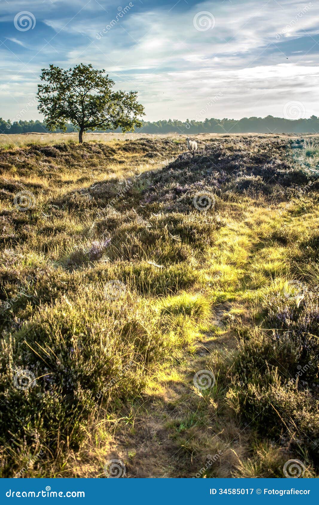 Duth Heath Stock Photos - Free & Royalty-Free Stock Photos from Dreamstime