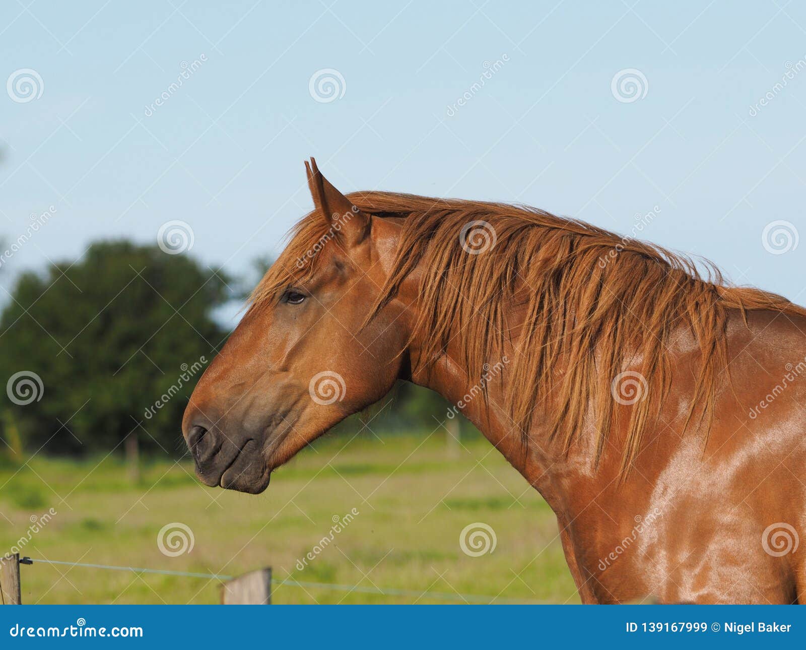 Single Horse in Paddock stock image. Image of eyes, field - 139167999