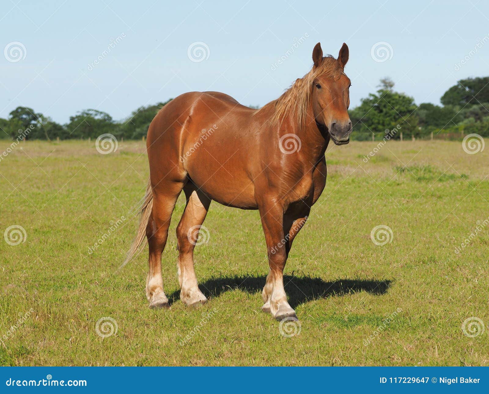 Single Horse in Paddock stock image. Image of punch - 117229647