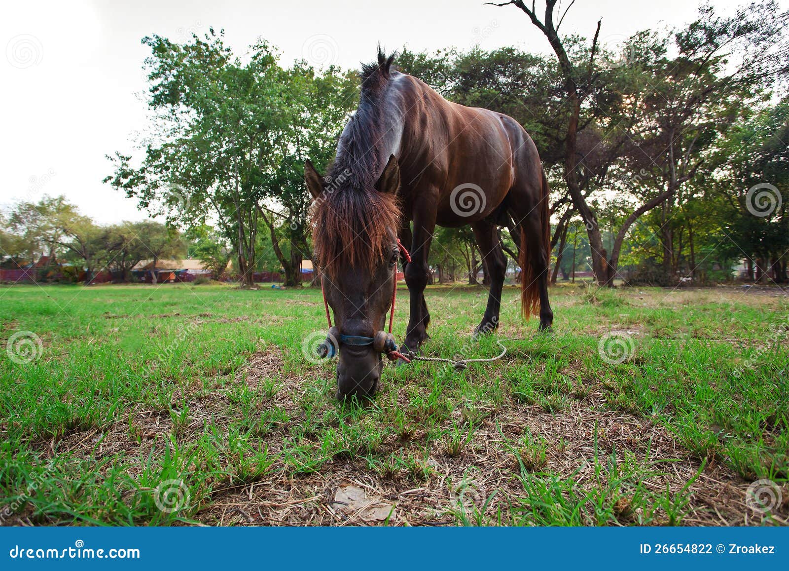 Single horse s in a farm stock photo. Image of nature - 26654822