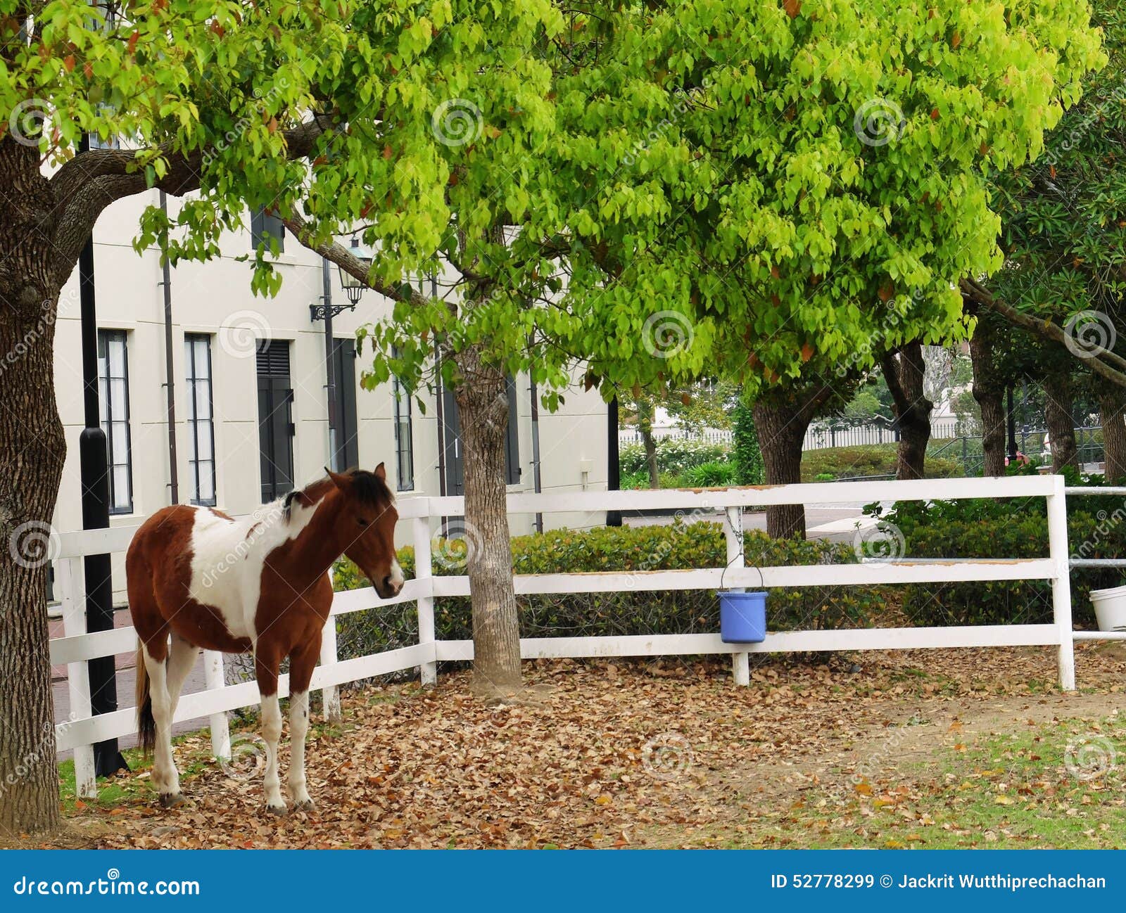 Single Horse Standing Under Big Tree Stock Photos - Free & Royalty-Free ...