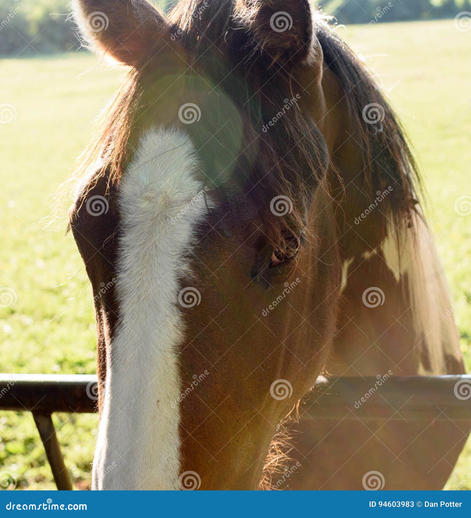 Single Horse in the Sunshine Stock Image - Image of icon, horse: 94603983