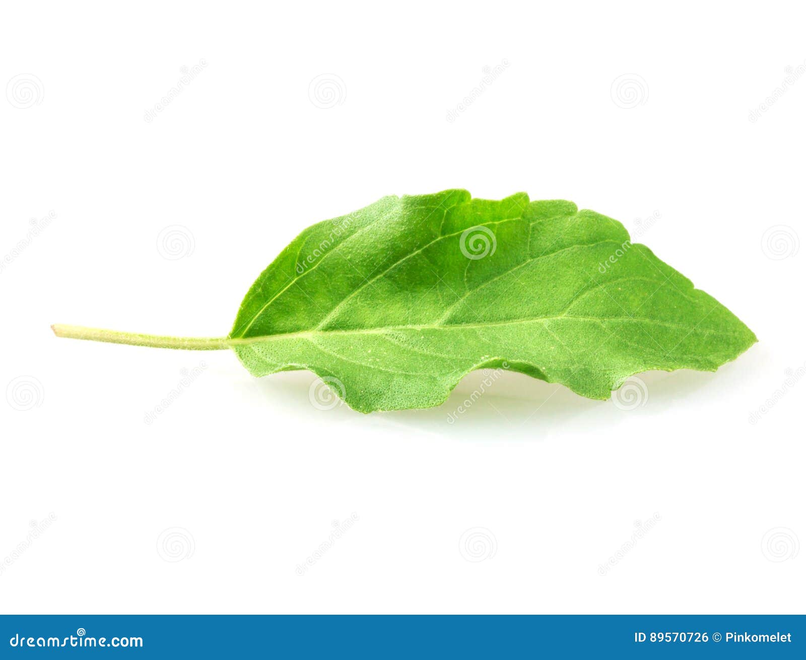 Single Hot Basil Leaf on White Background Stock Photo - Image of leaves ...