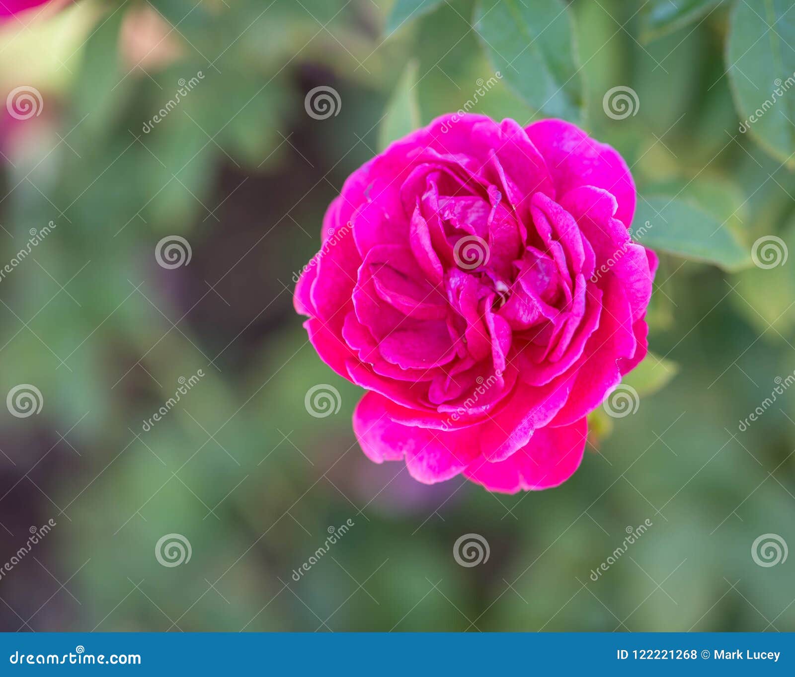 Single hot pink rose stock photo. Image of romance, macro - 122221268
