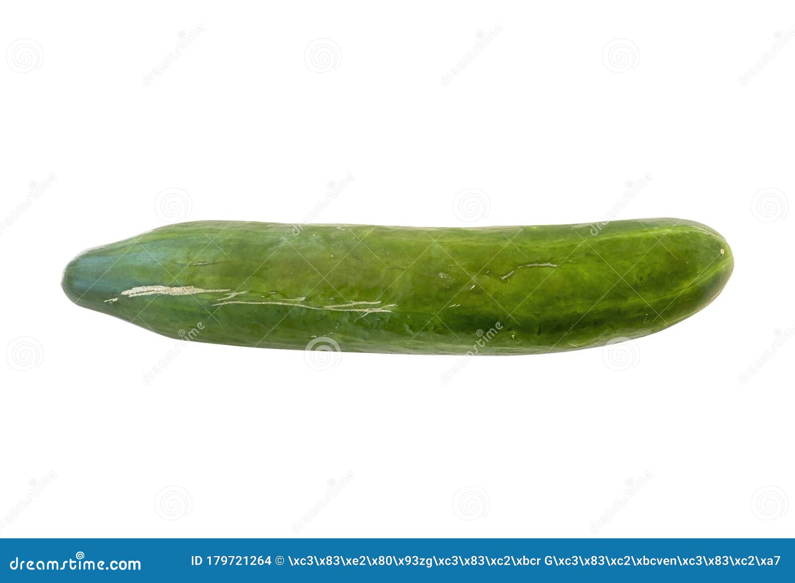 Single Huge Green Cucumber stock photo. Image of freshness - 179721264