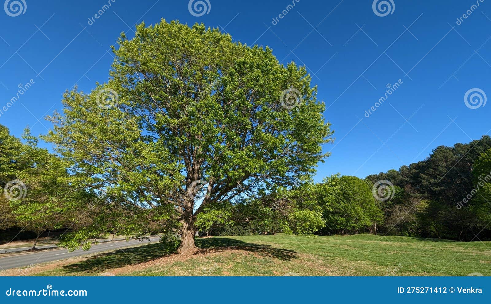 Single Huge Oak Tree in a Park with Blue Sky Stock Photo - Image of ...