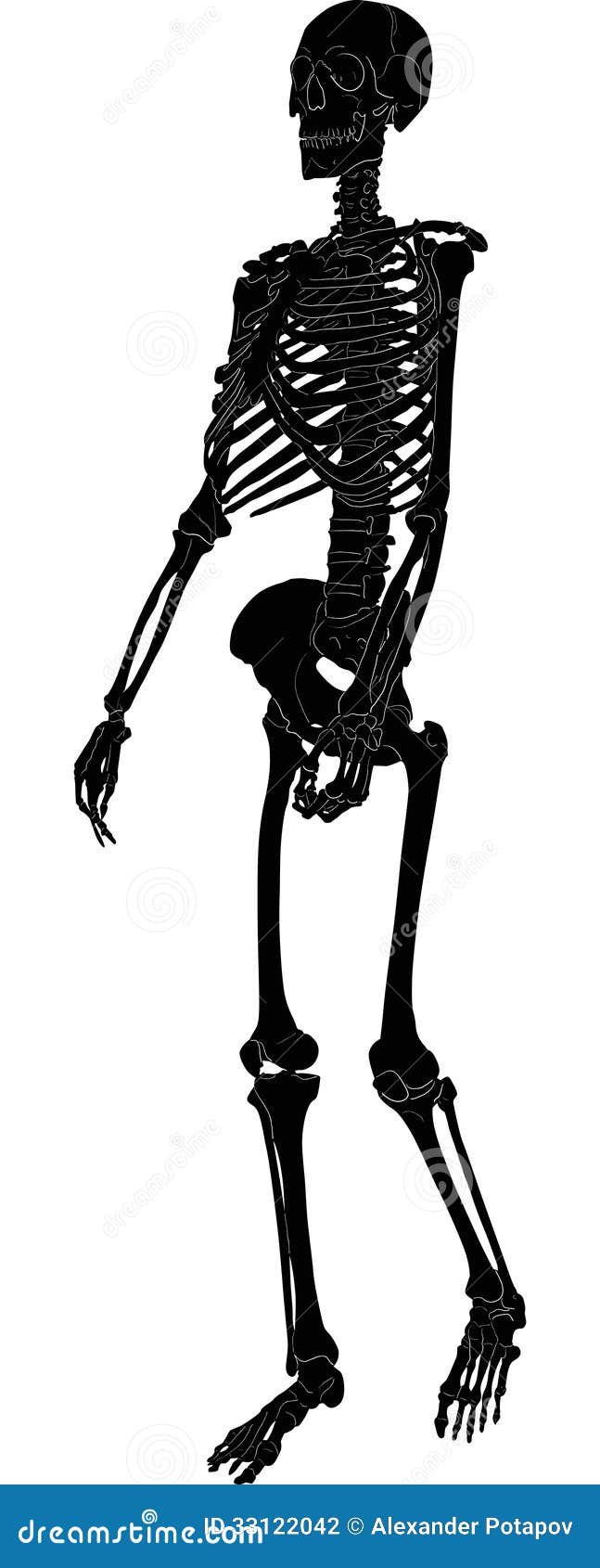 Single Human Skeleton Silhouette Stock Vector - Illustration of ...