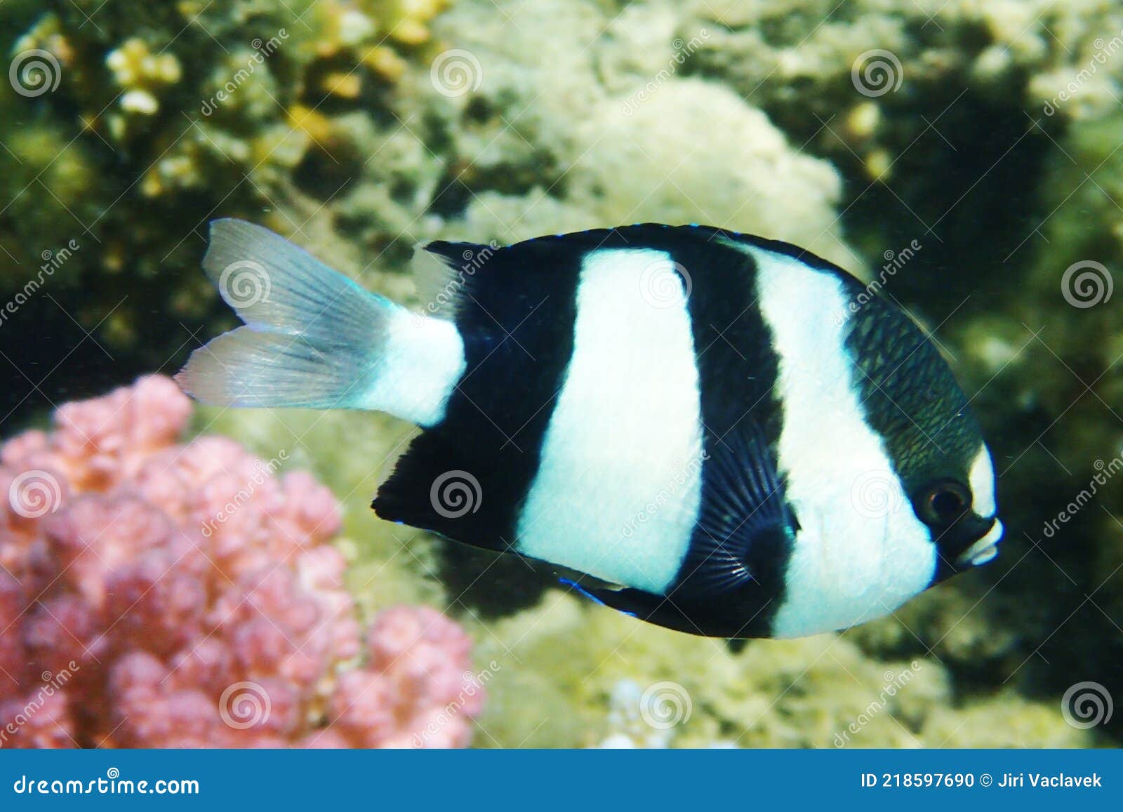 Single Humbug Dascyllus Dascyllus Aruanus Fish Stock Photo - Image of ...