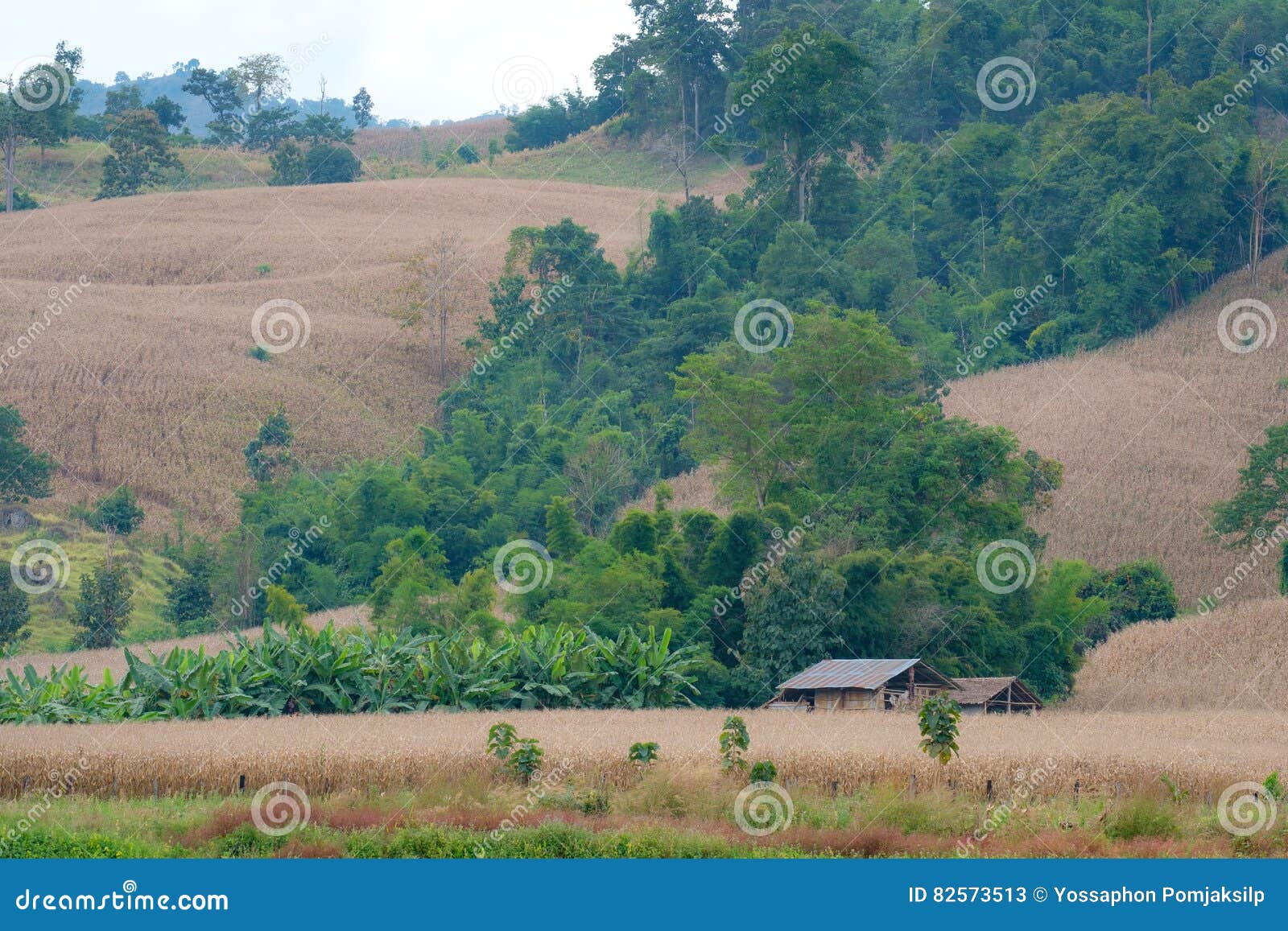 A Single Hut Stands Alone in the Field Stock Image - Image of nature ...