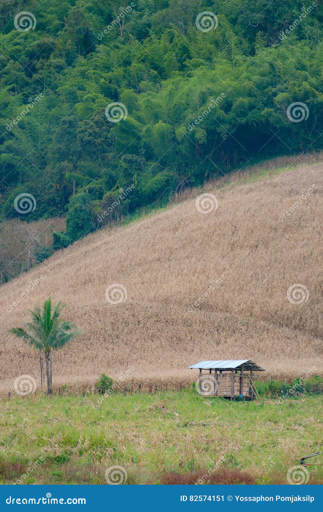 A Single Hut Stands Alone in the Field Stock Image - Image of tree ...
