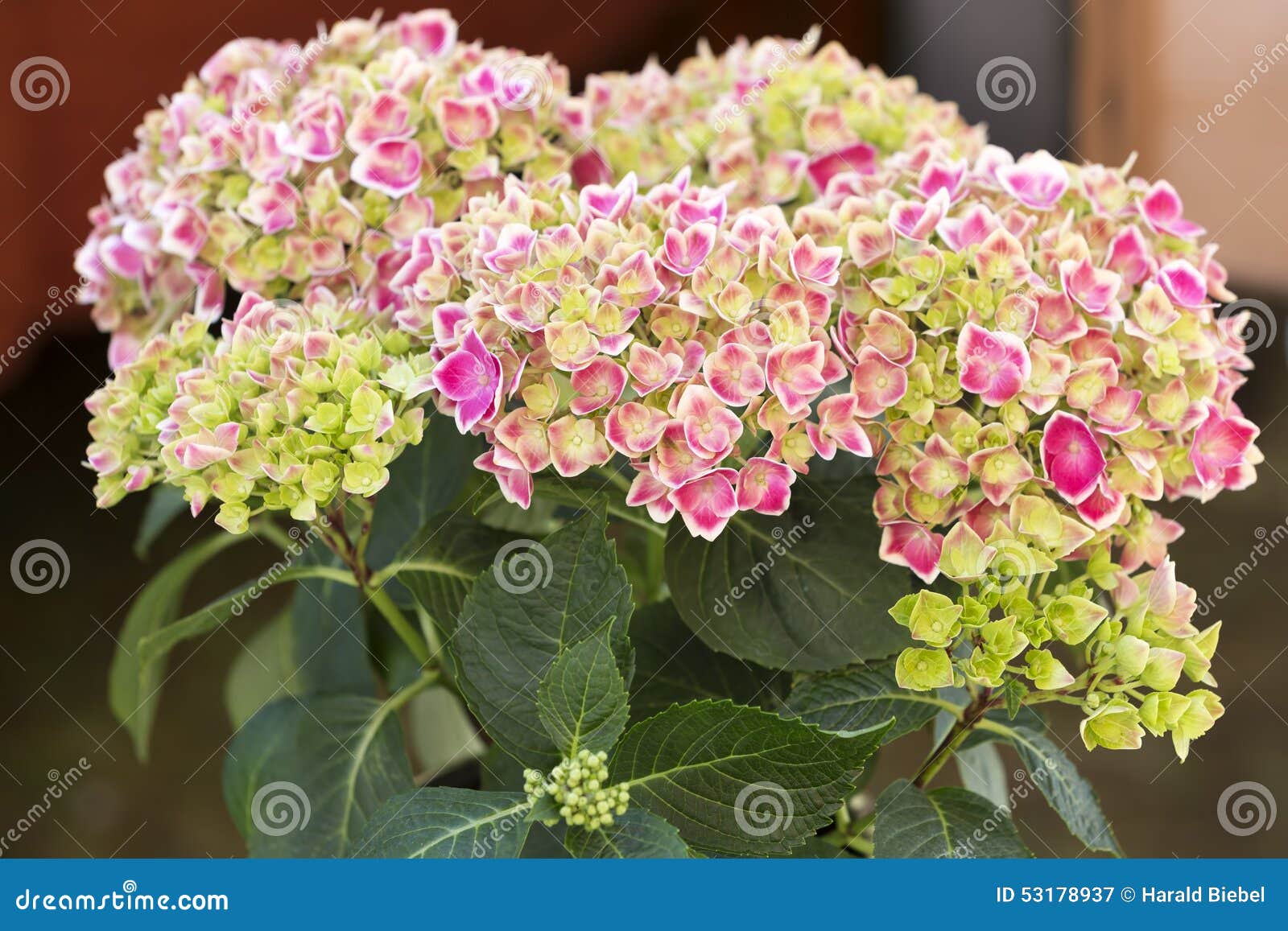 Single Hydrangea flower stock image. Image of hortensia - 53178937
