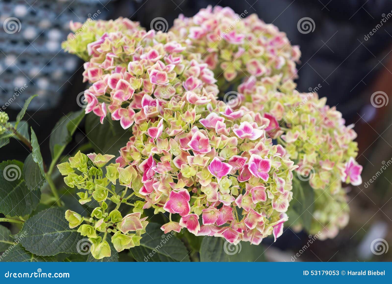 Single Hydrangea flower stock image. Image of blossoms - 53179053