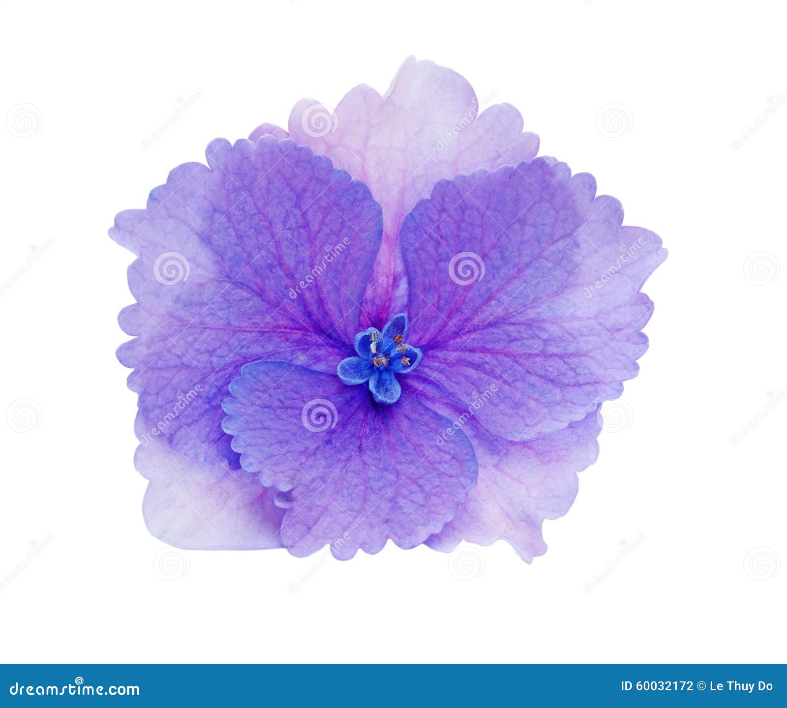 Single Hydrangea stock photo. Image of background, beautiful - 60032172